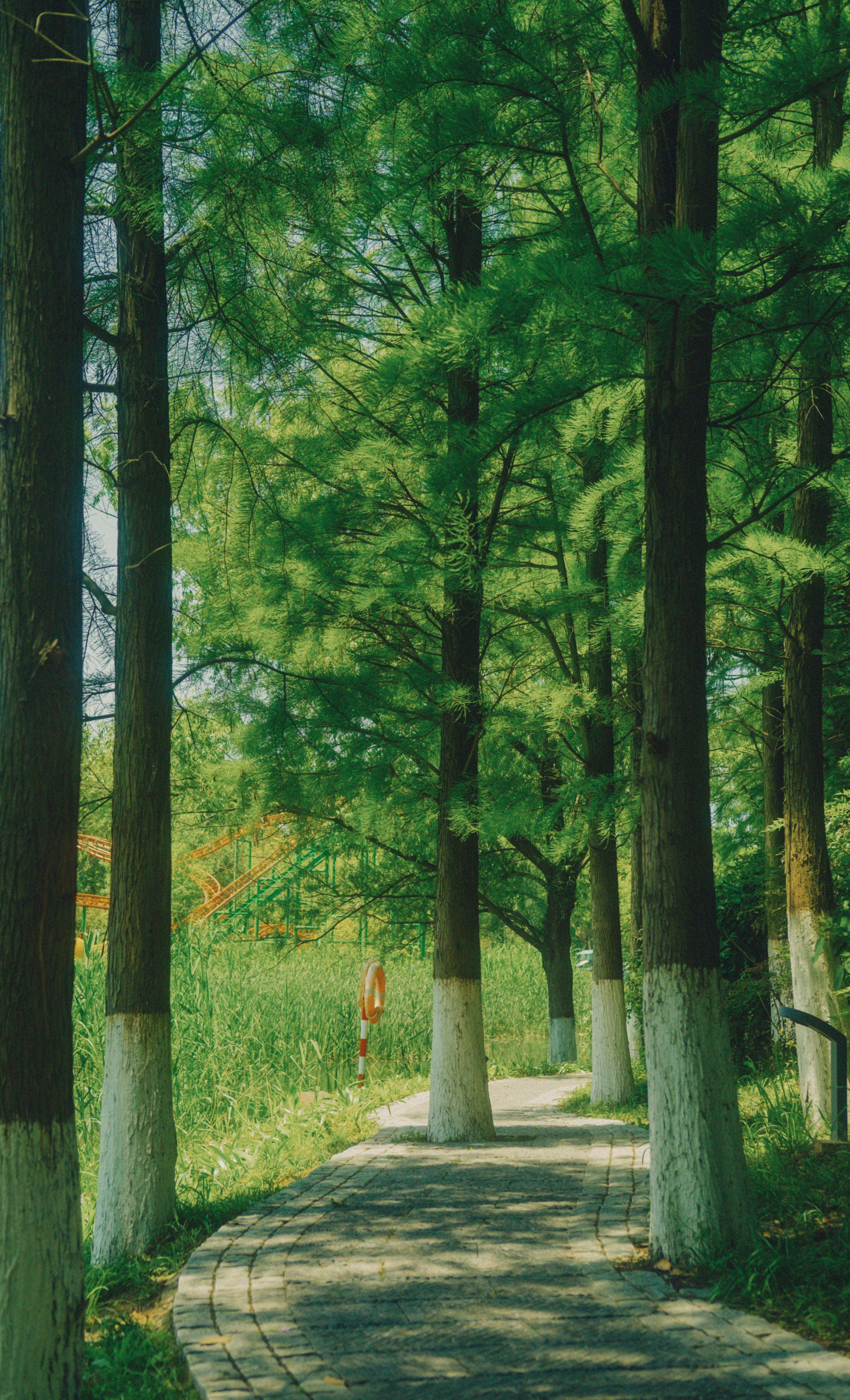 Concrete Road Beneath a Trees · Free Stock Photo