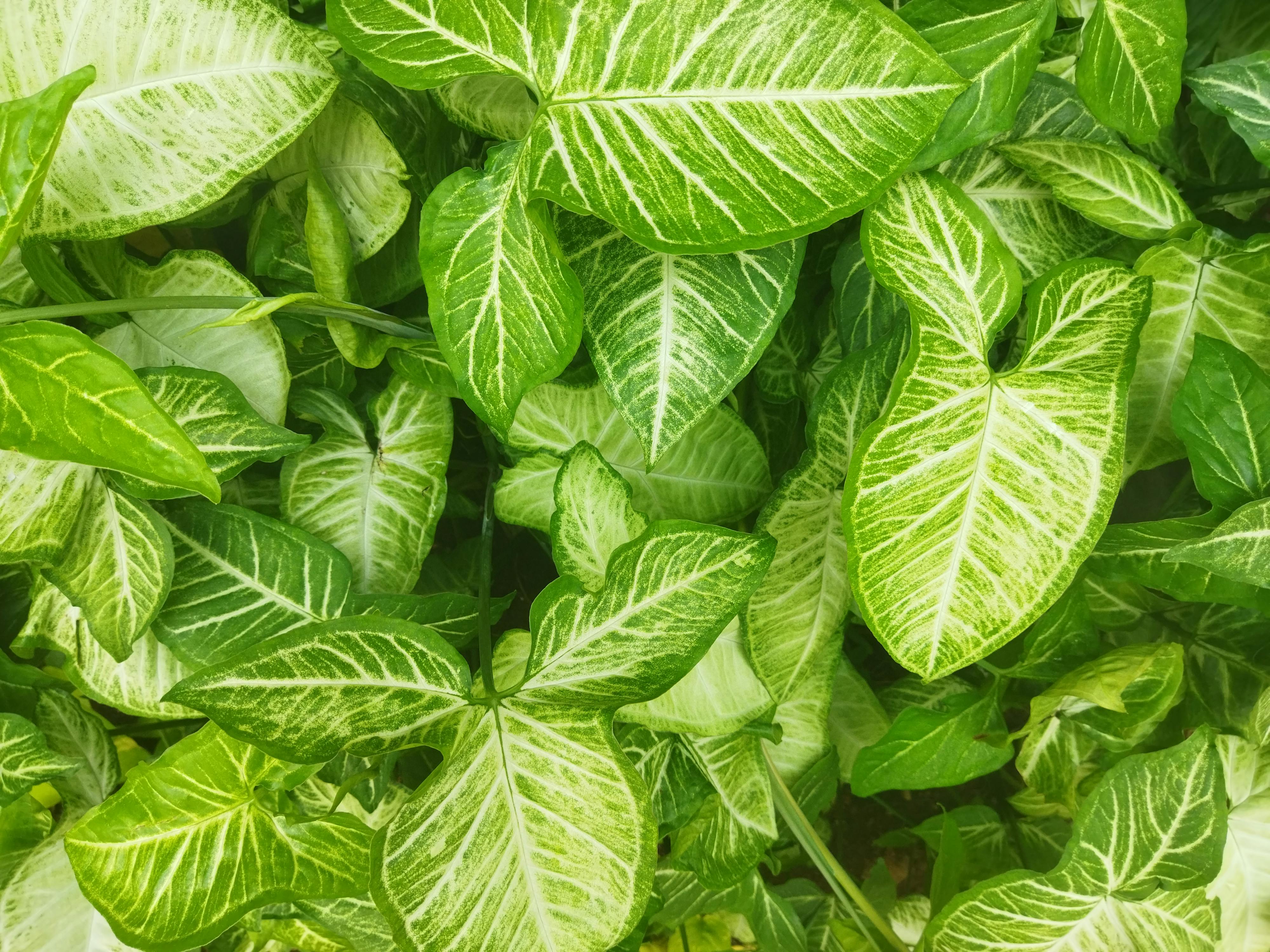 Syngonium Photos, Download The BEST Free Syngonium Stock Photos & HD Images