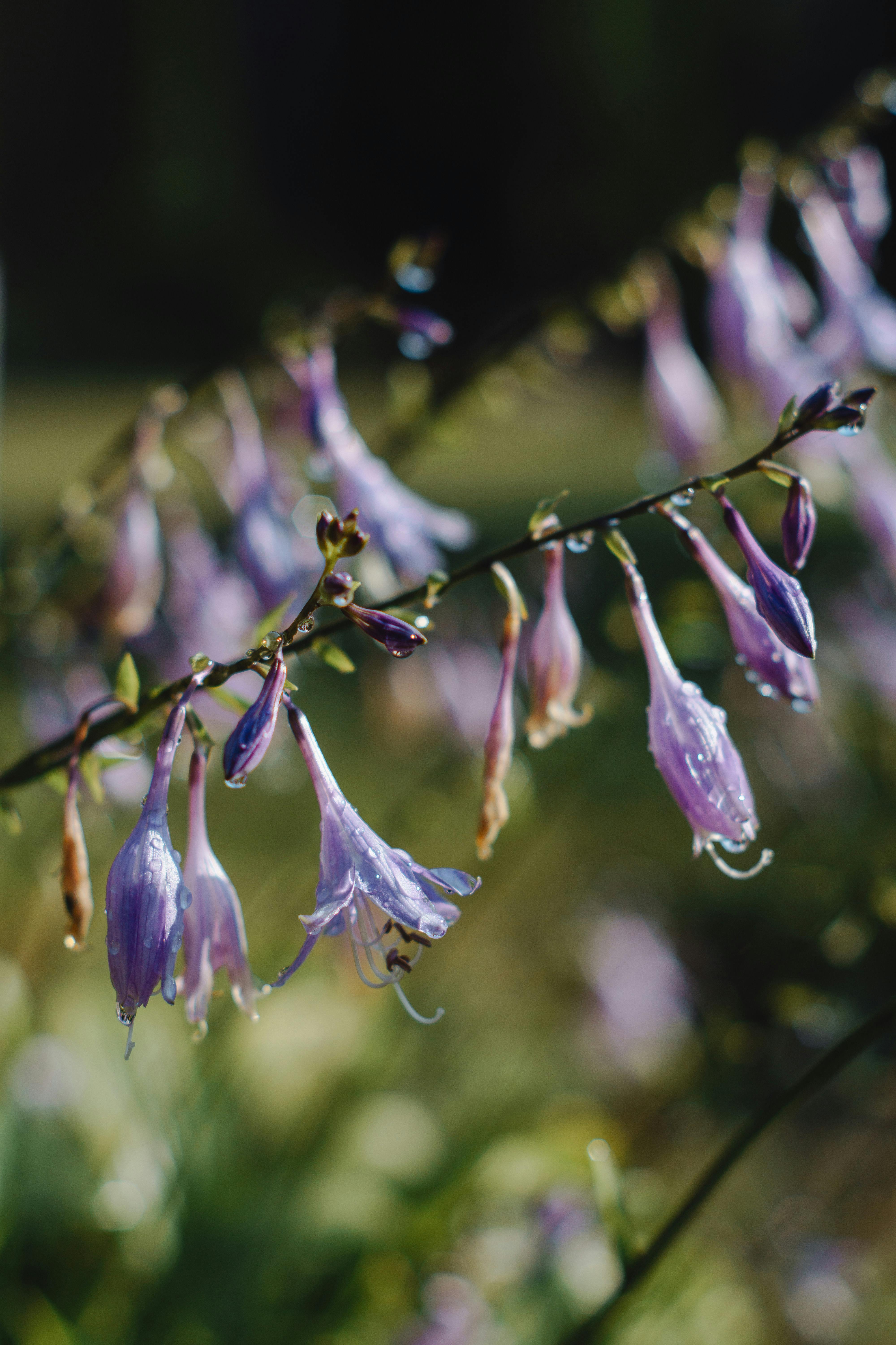 Purple Hosta Photos, Download The BEST Free Purple Hosta Stock Photos ...