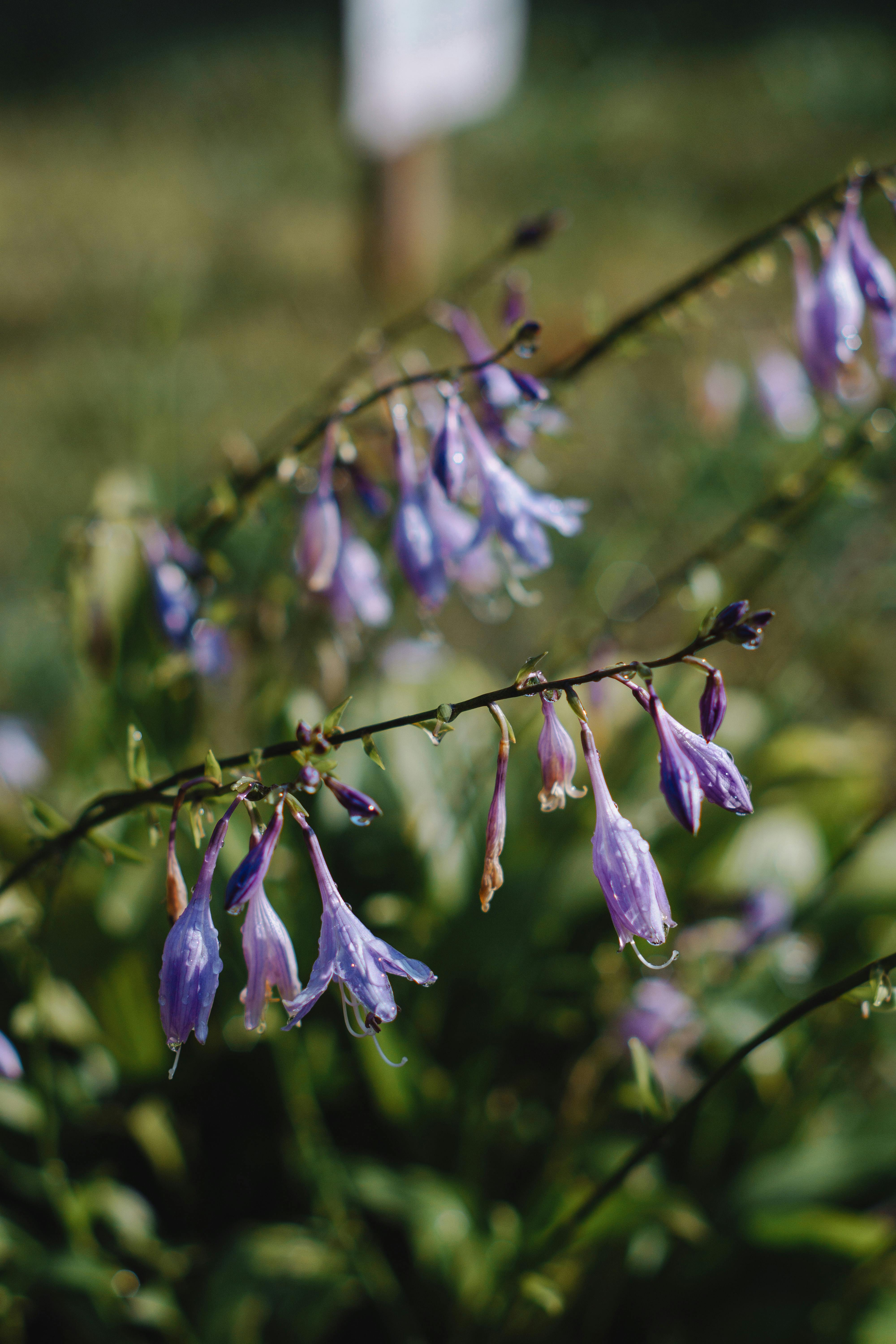 Plantain Photos, Download The BEST Free Plantain Stock Photos & HD Images