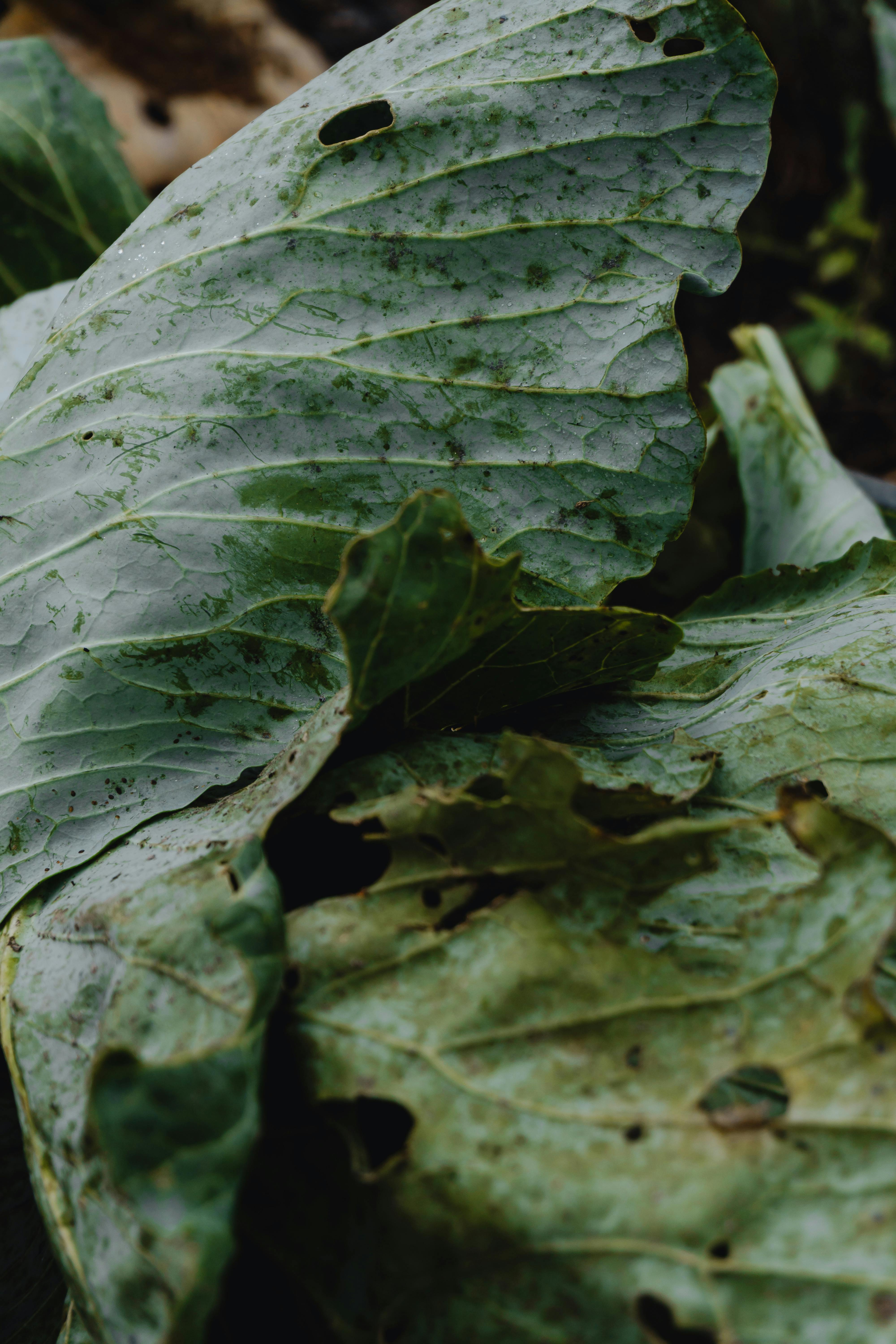Cabbage Leaves Eaten by Pests · Free Stock Photo