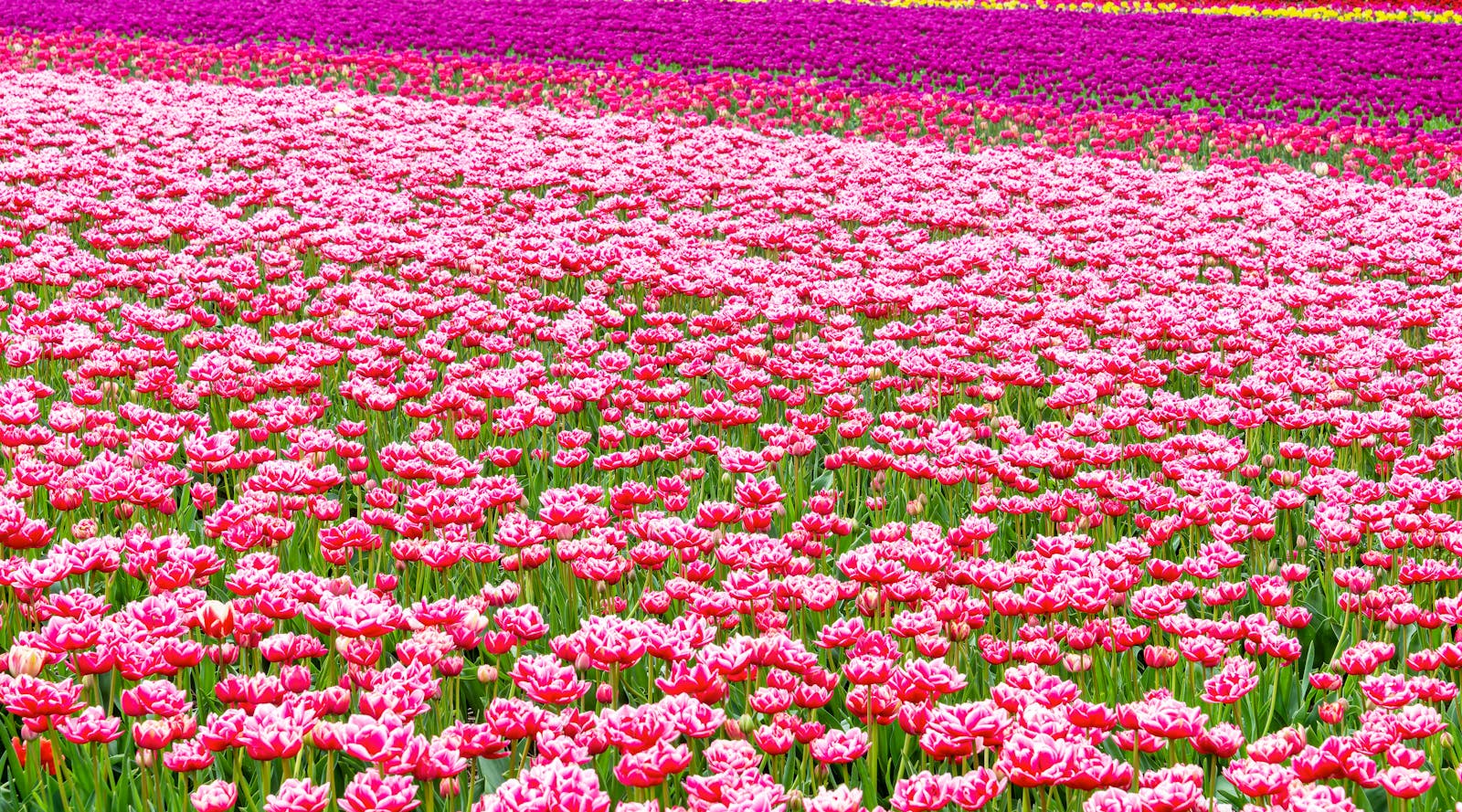 Field Of Pink Flowers Photos, Download The BEST Free Field Of Pink ...