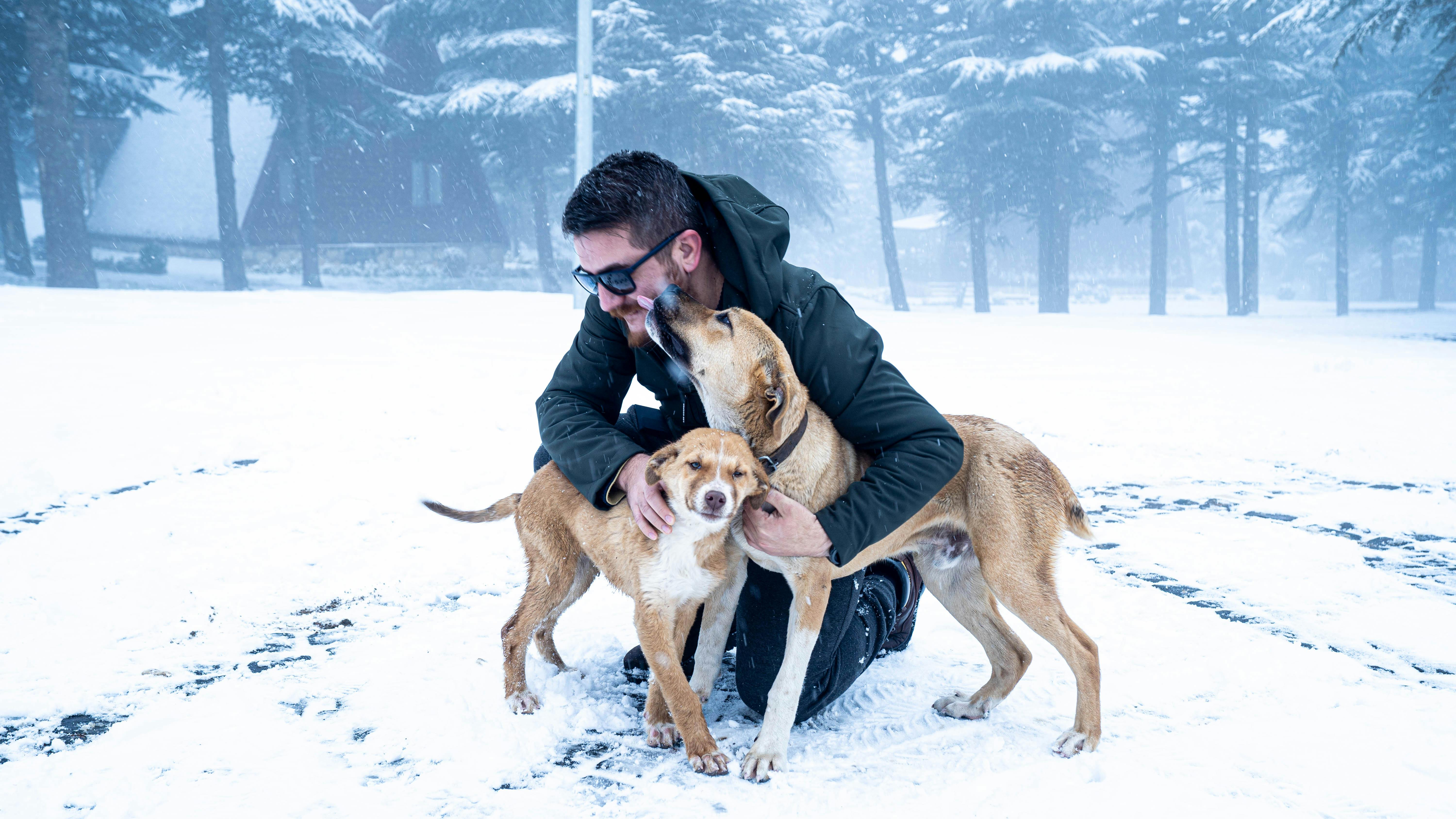 Snowfall Photos, Download The BEST Free Snowfall Stock Photos & HD Images