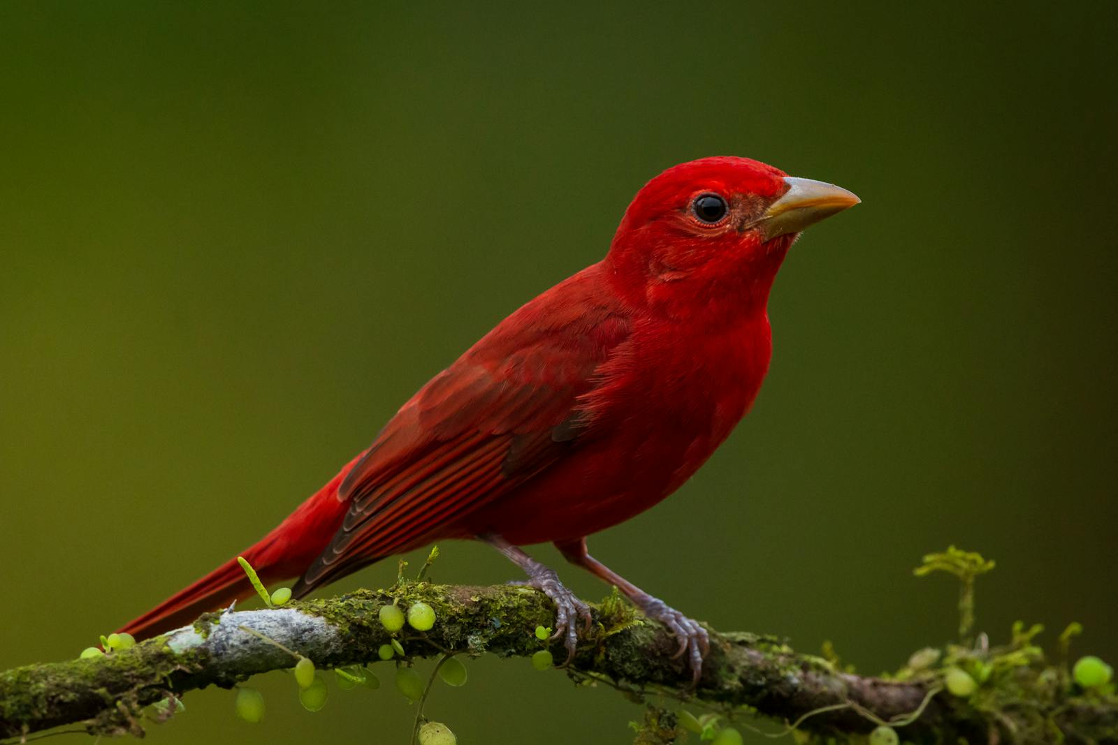 Summer Tanager Photos, Download The BEST Free Summer Tanager Stock ...
