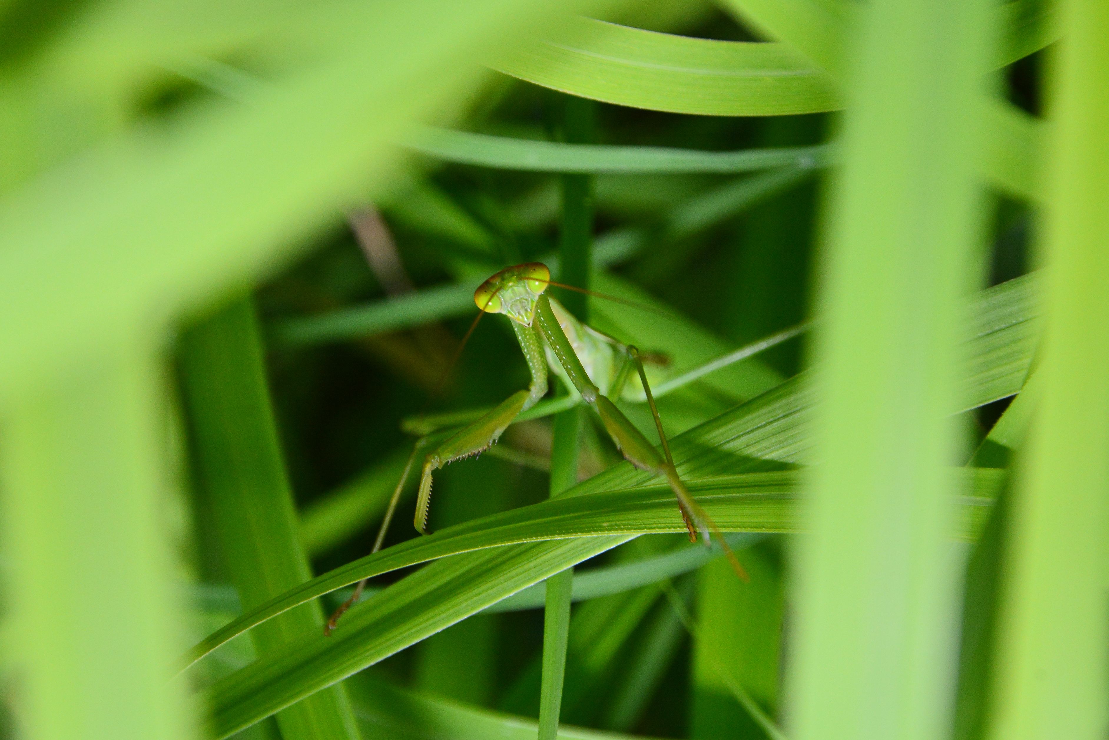 Mantis in Grass · Free Stock Photo