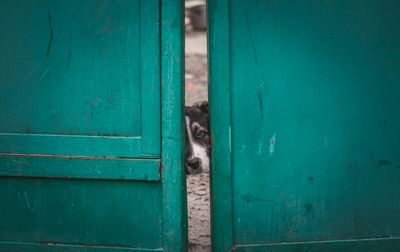 Understanding and Managing Dog Guarding Behavior