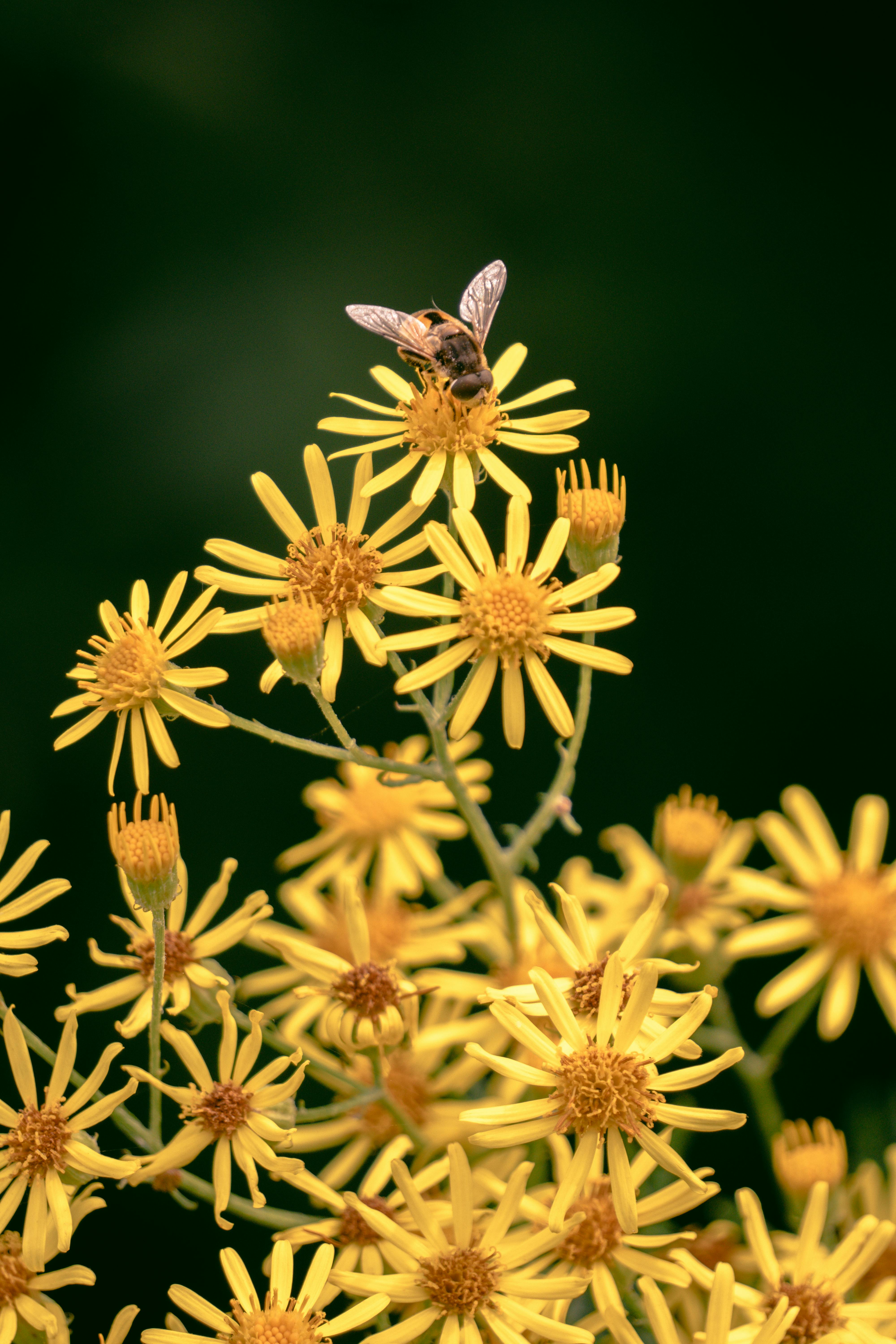 Bees with Pollen on Back · Free Stock Photo