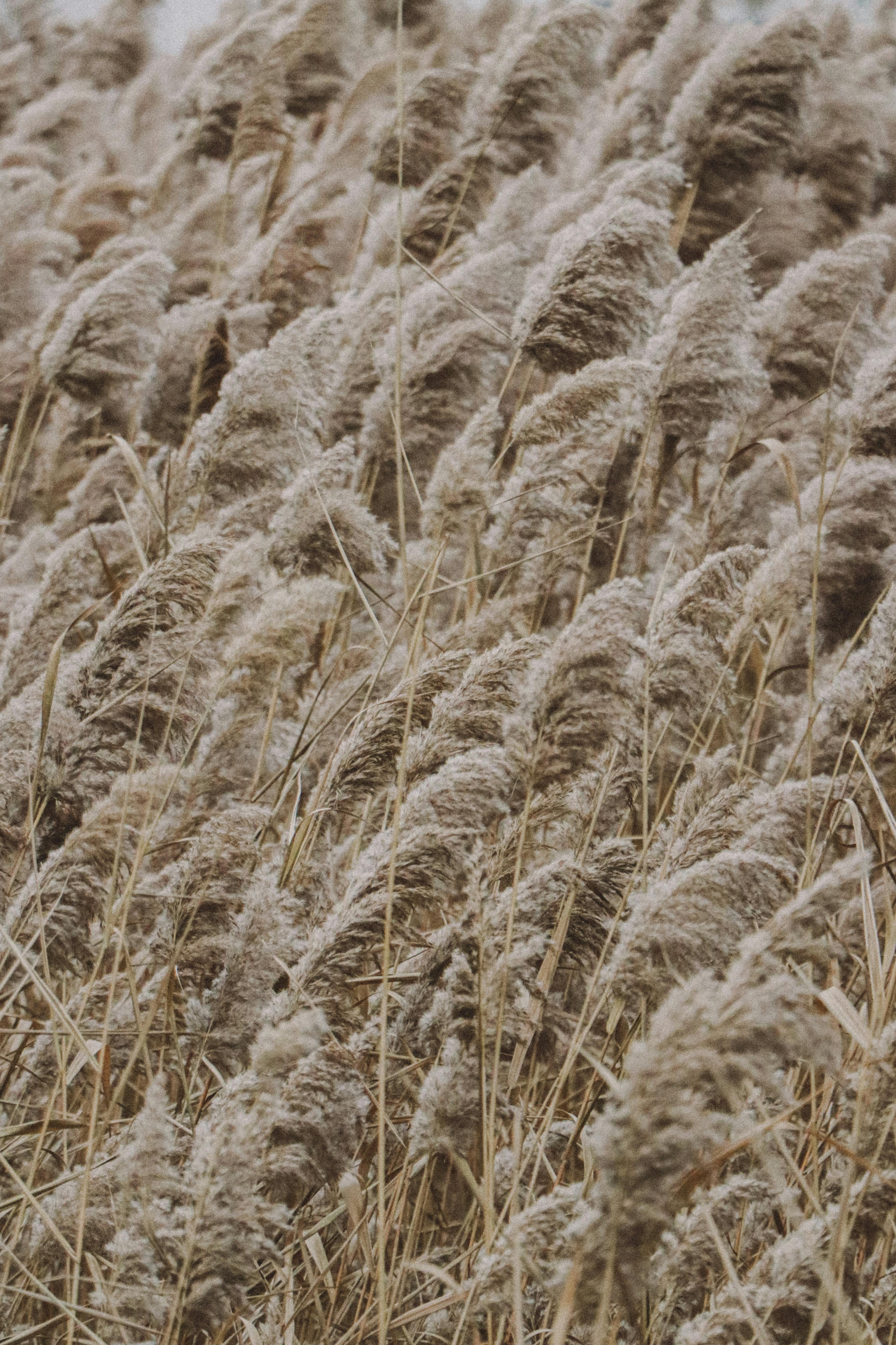 Close-up of Dry Ornamental Grass on a Field · Free Stock Photo
