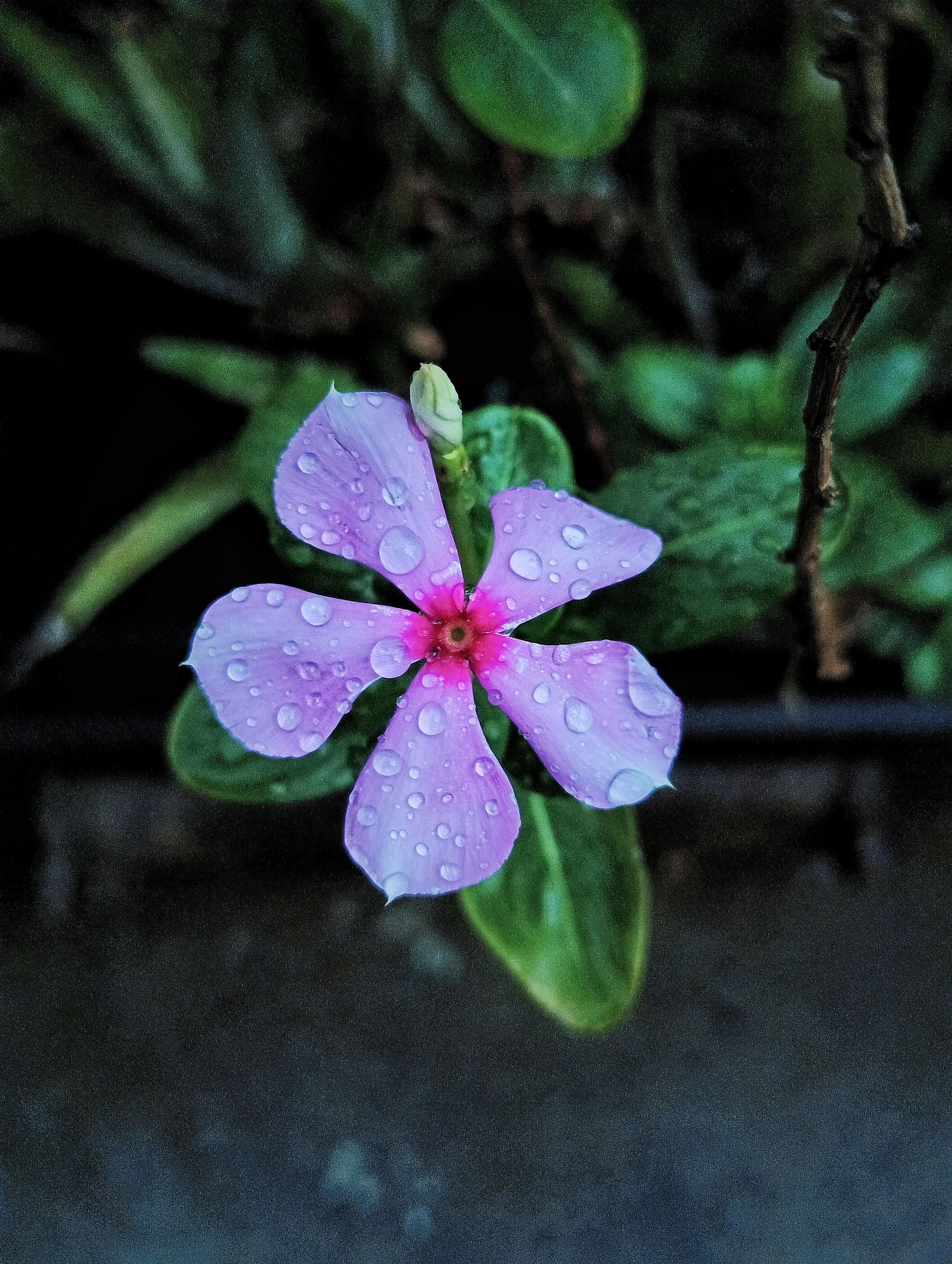 Blooming pink flower with dew growing in garden · Free Stock Photo