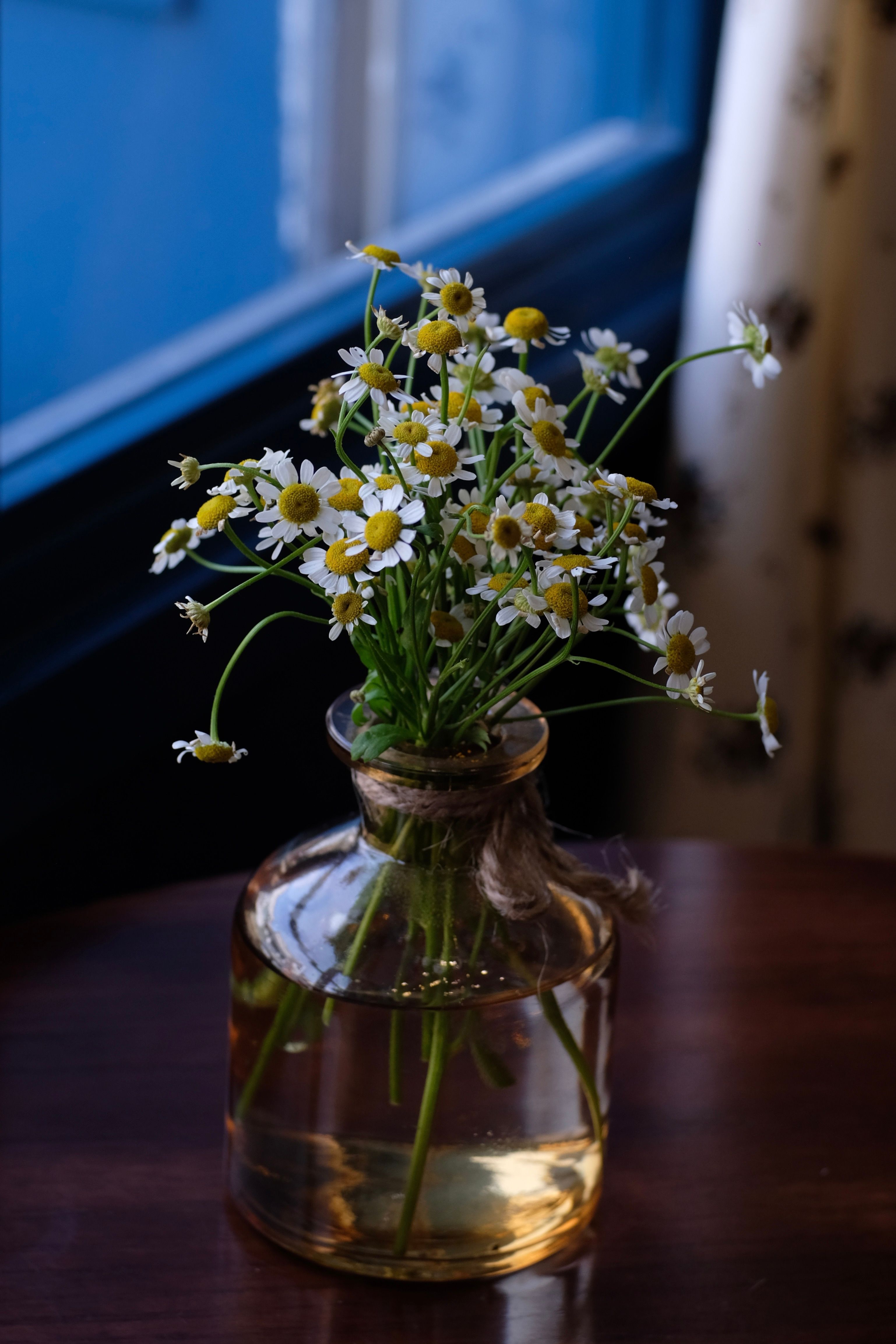 Bunch of Chamomile Flowers in a Container · Free Stock Photo