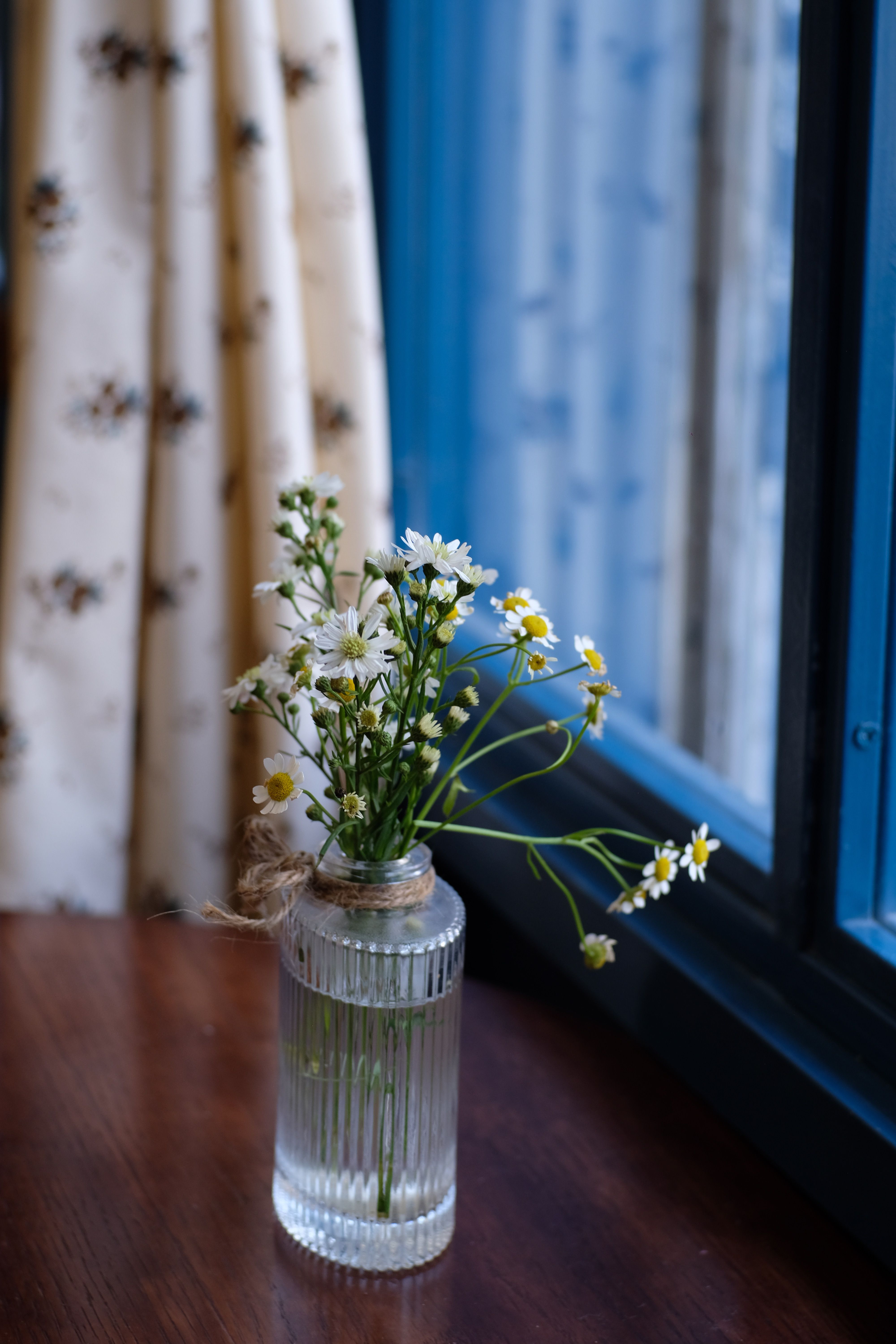 Chamomile Flowers in a Jar · Free Stock Photo