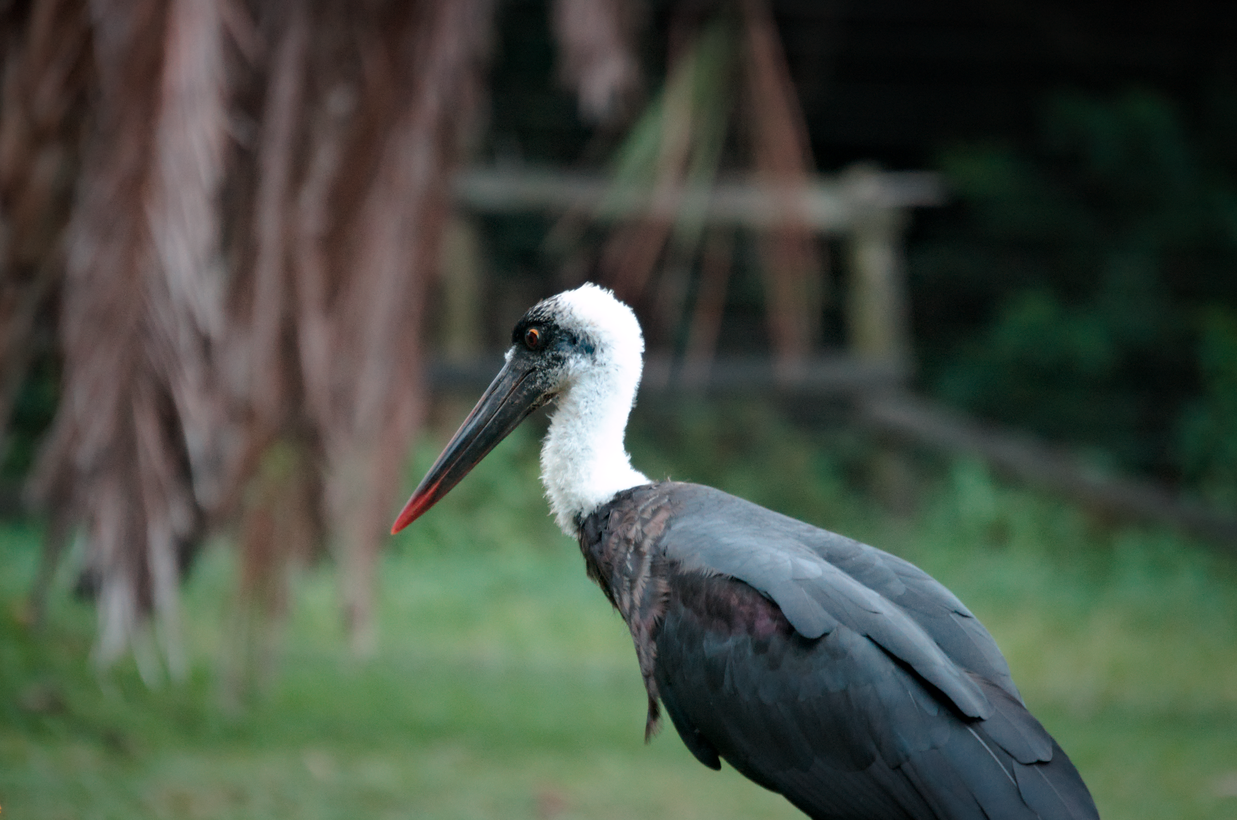 Photo gratuite de animal, cigogne à cou laineux, en captivité, nature ...