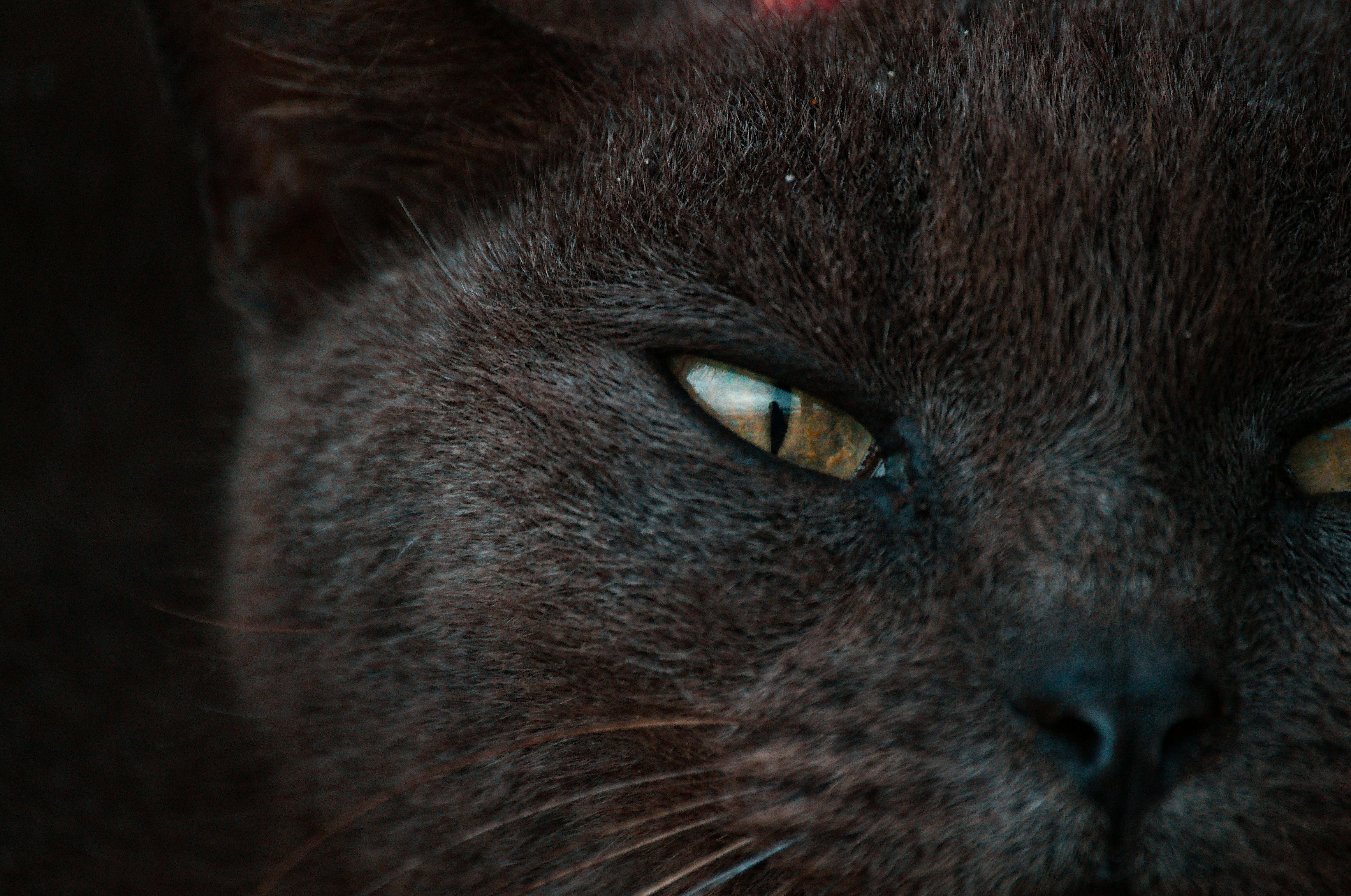 Close-Up of a Cats Face · Free Stock Photo