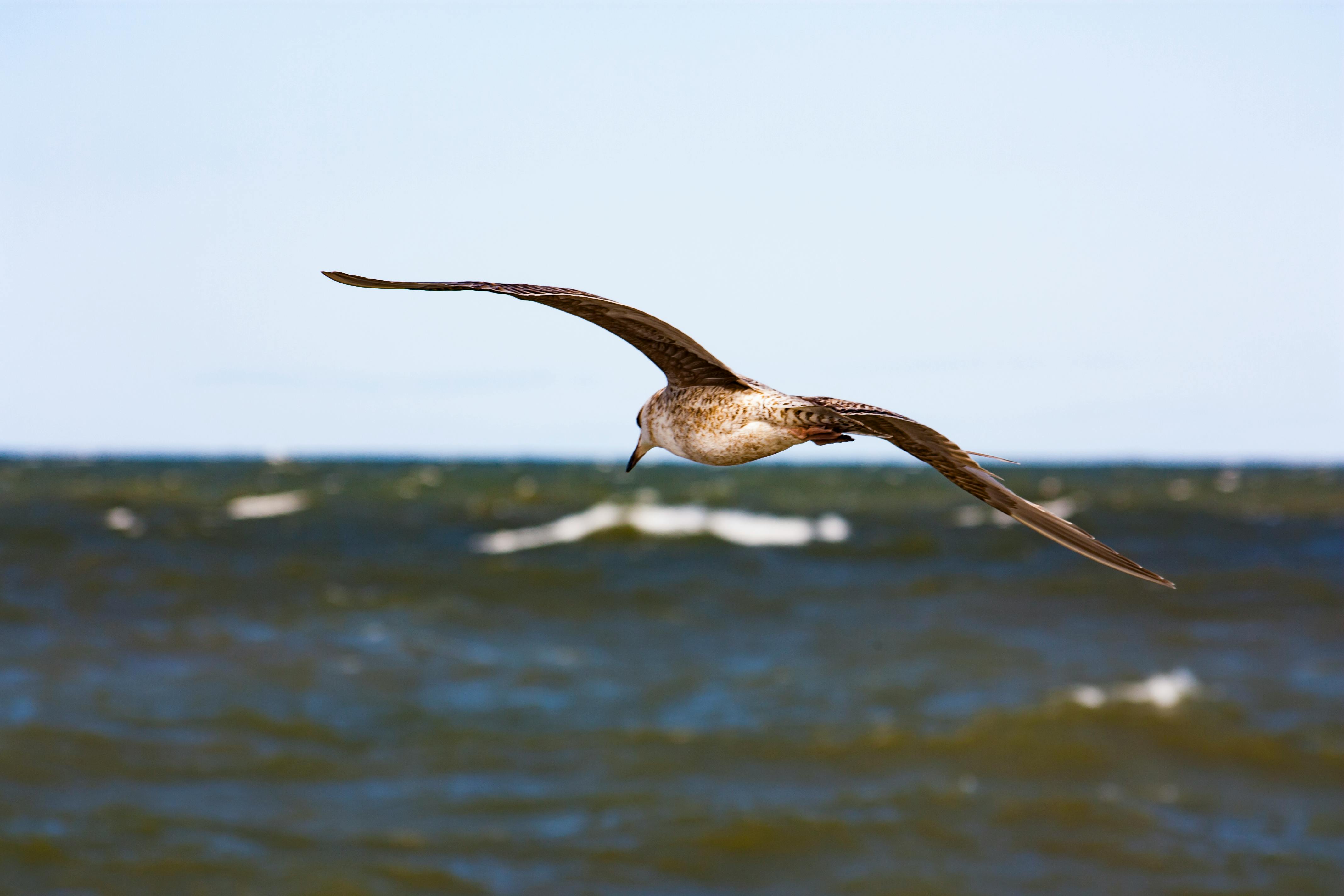 Close up of Seagull Flying over Water · Free Stock Photo