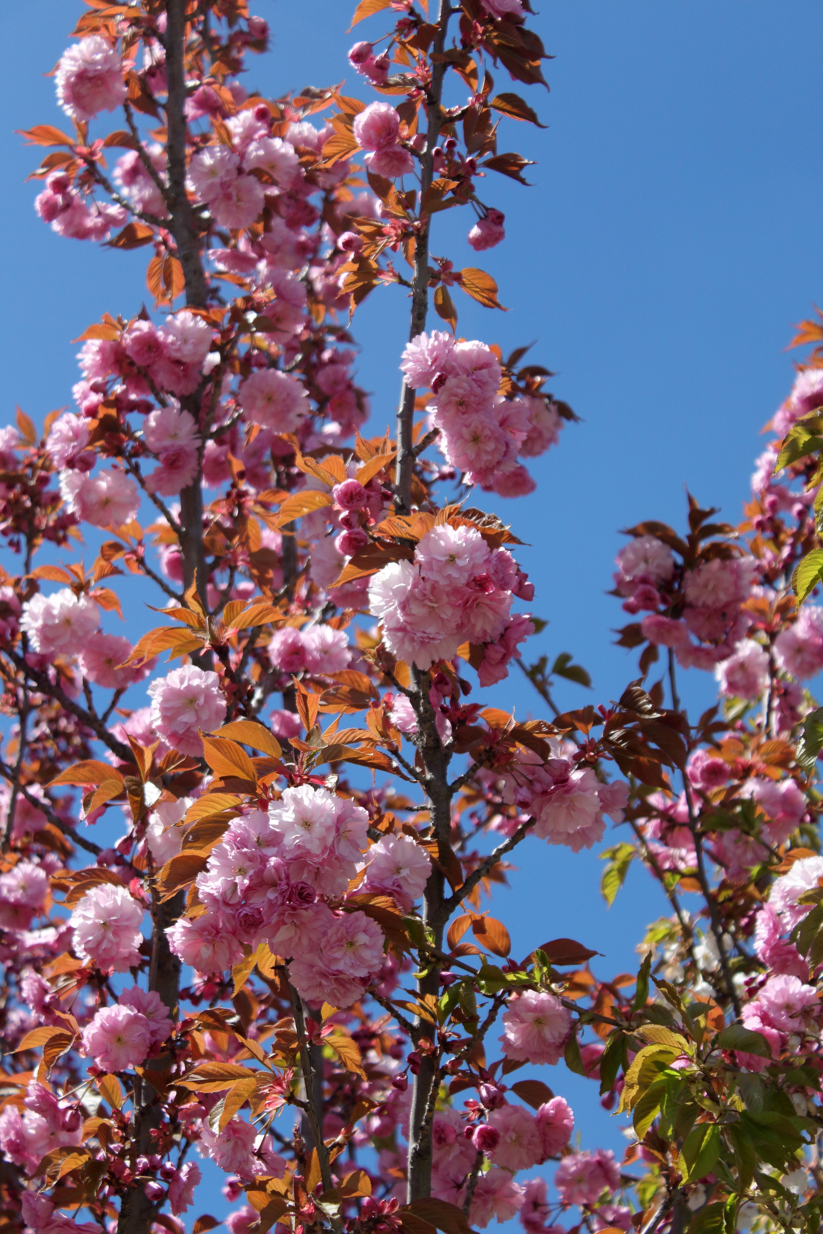 Closeup Of Cherry Blossoms In Nature Photos, Download The BEST Free ...
