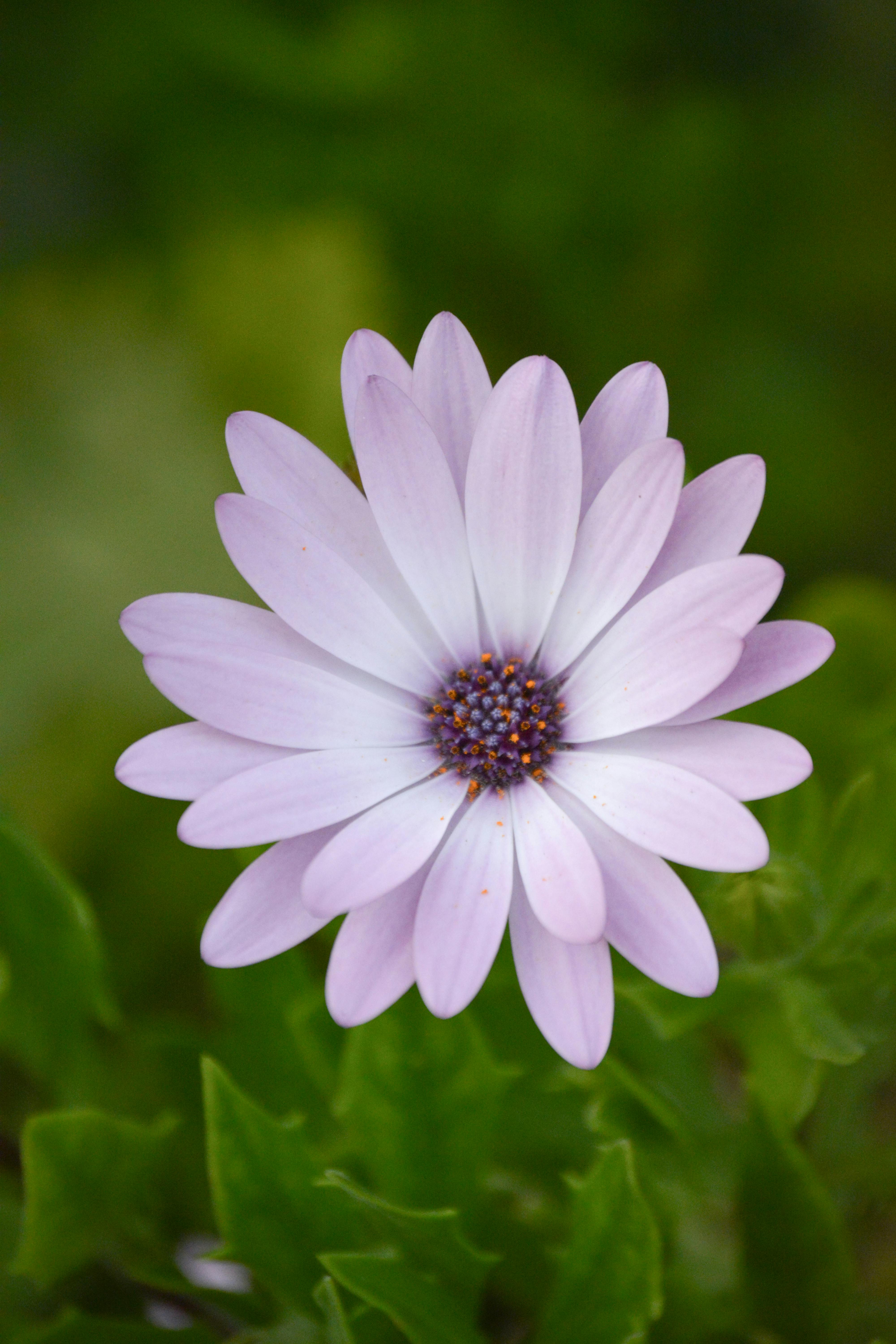 Flower Props Photos, Download The BEST Free Flower Props Stock Photos ...