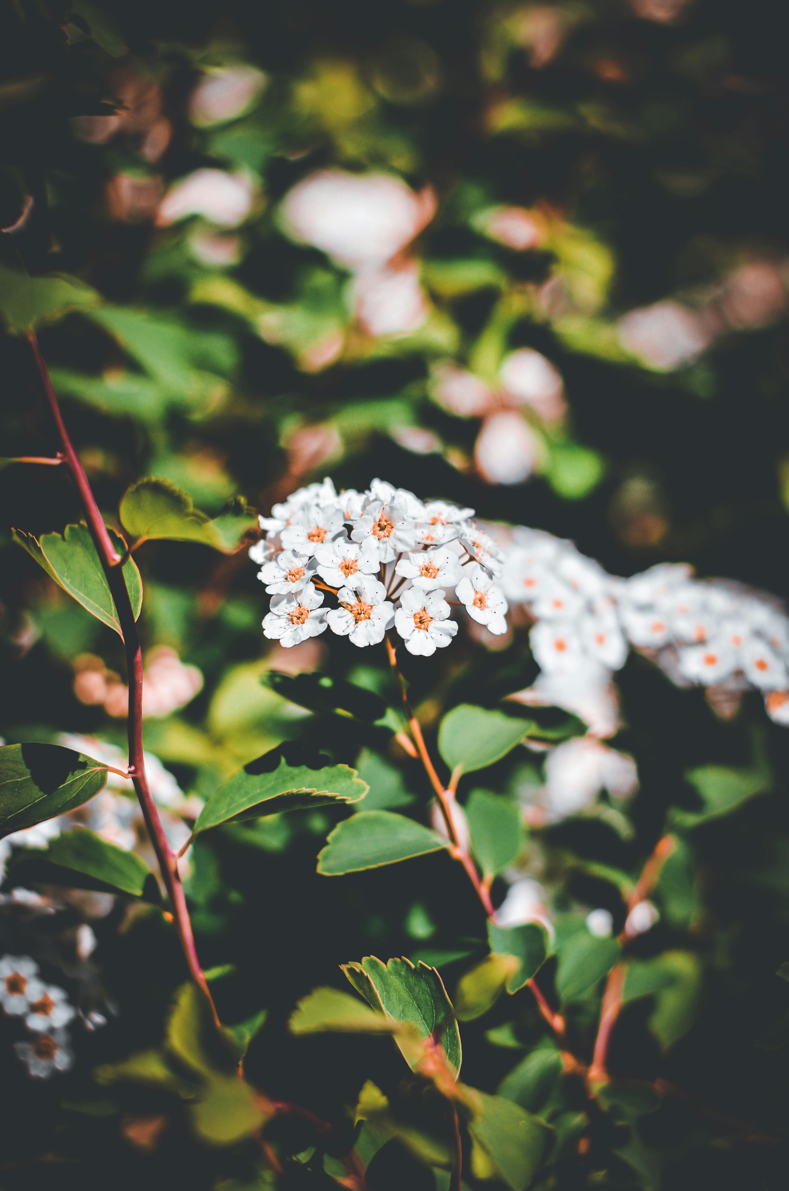 Flower Leaf Images Photos, Download The BEST Free Flower Leaf Images ...