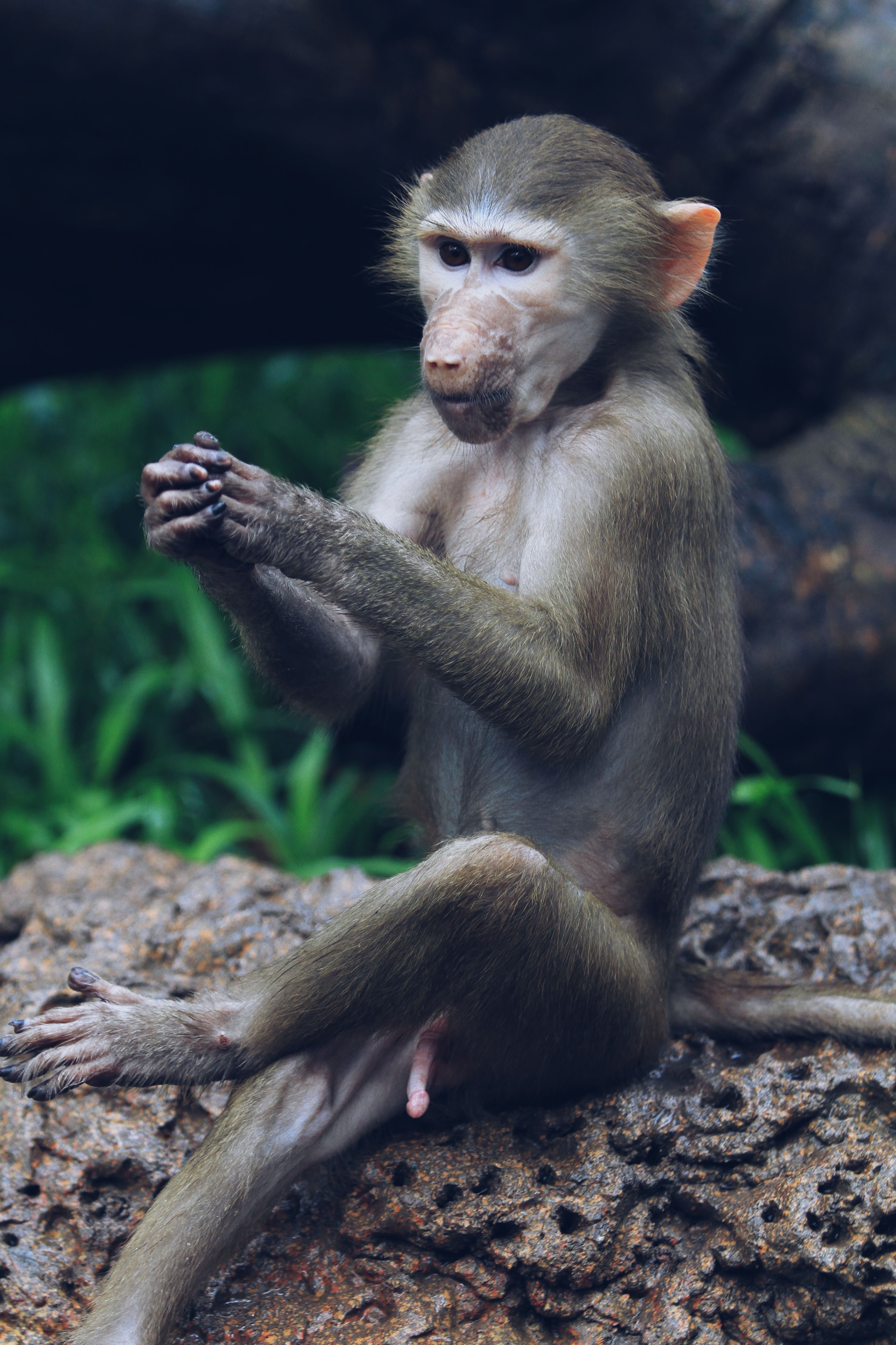 Monkey Walking on Rope among Trees · Free Stock Photo