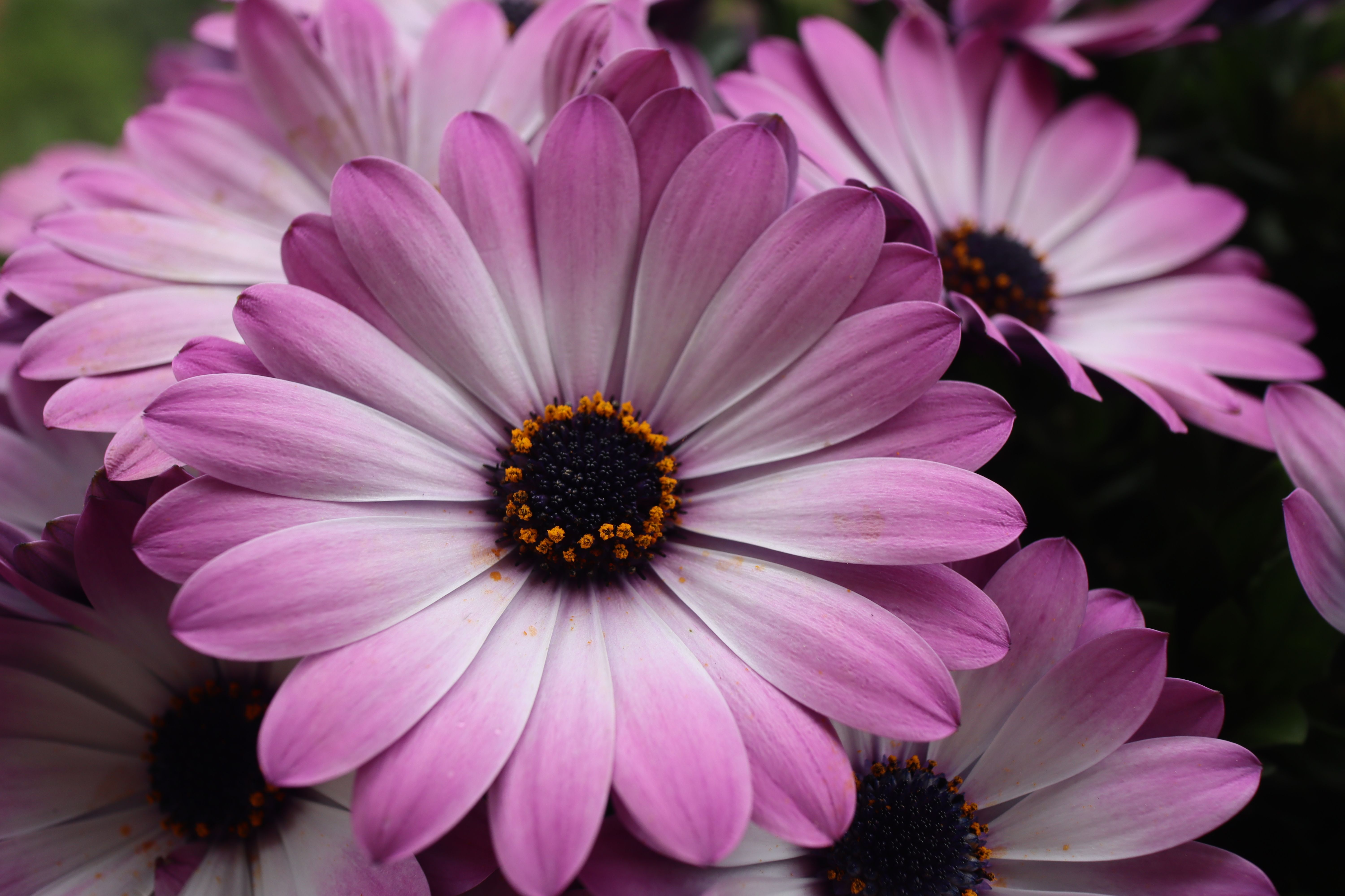 Foto de stock gratuita sobre al aire libre, arreglo floral, arte floral ...