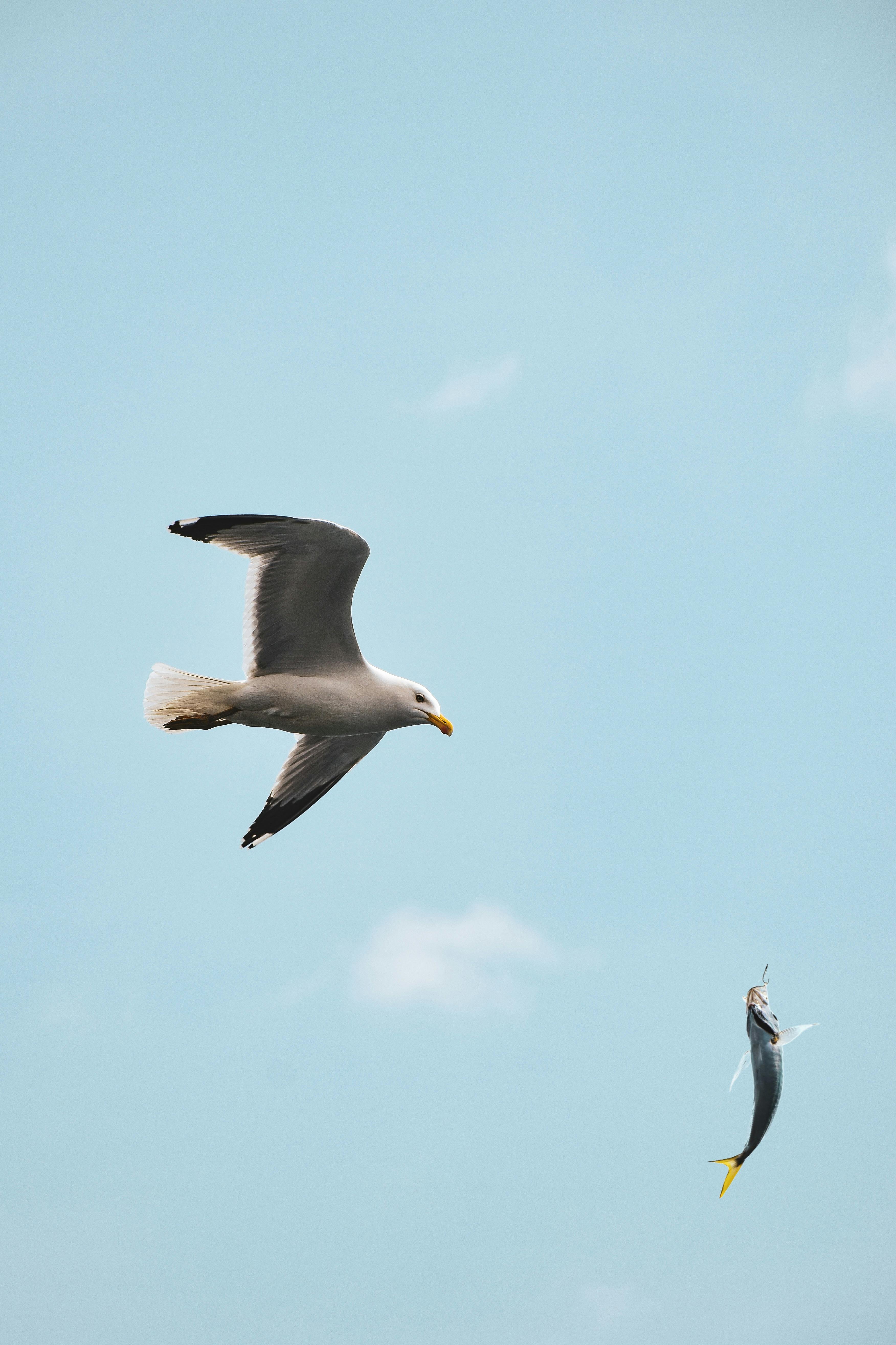 Seagull Catching Flying Fish · Free Stock Photo