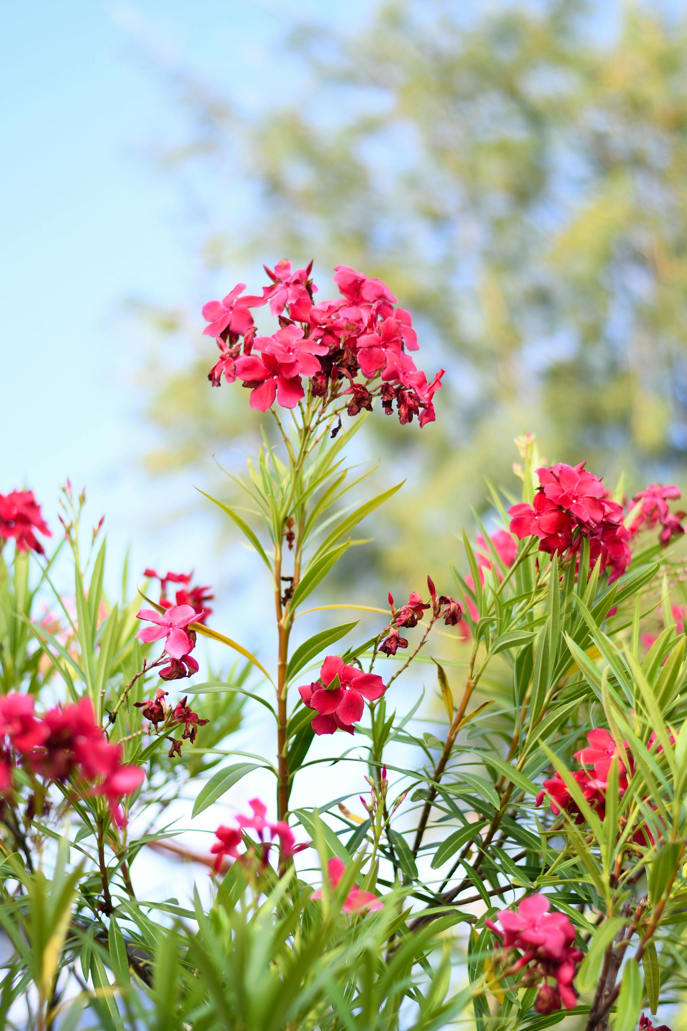Decorative Pink Flowers · Free Stock Photo