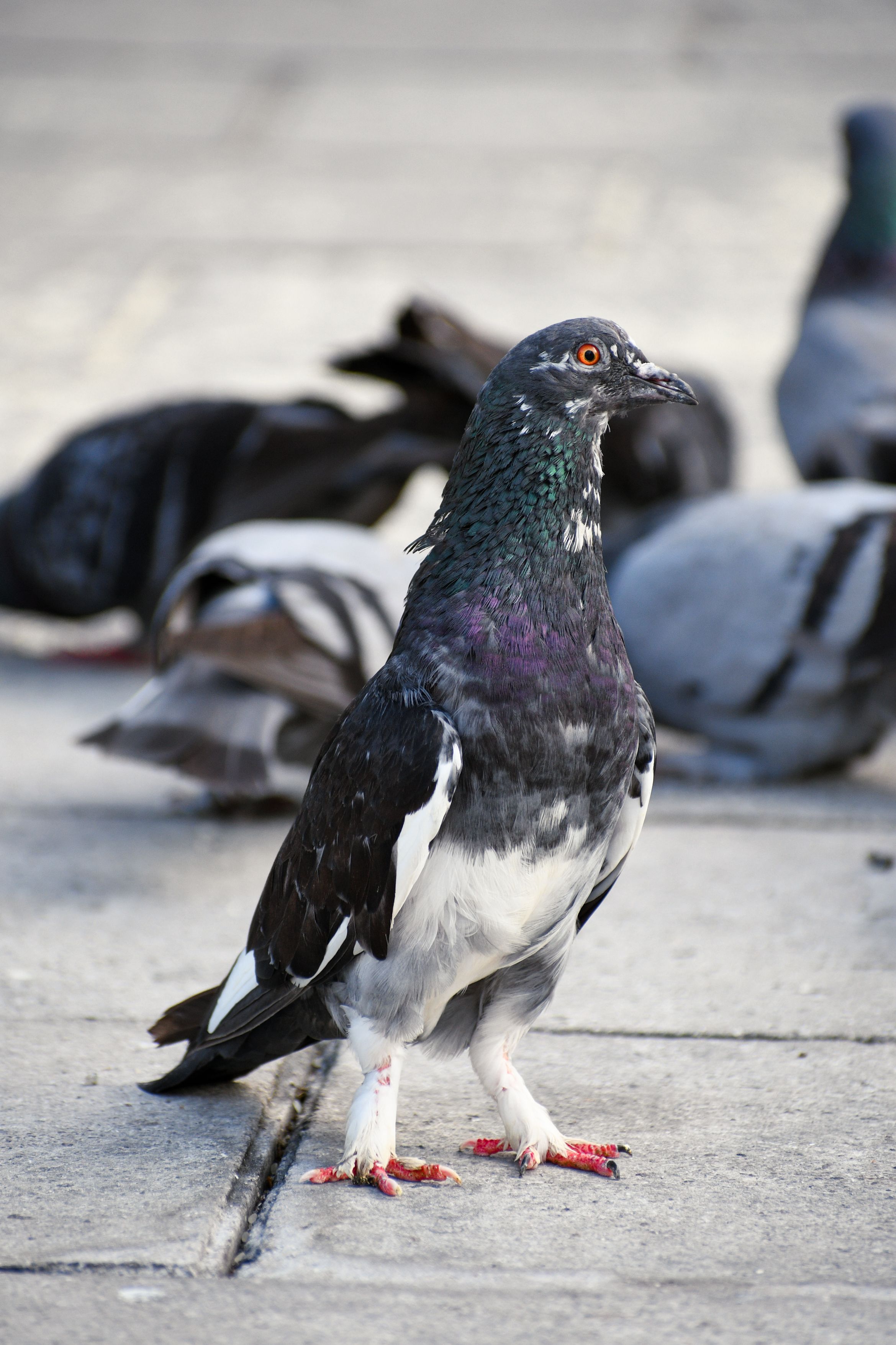 Close-up Photography of Flying Pigeon · Free Stock Photo