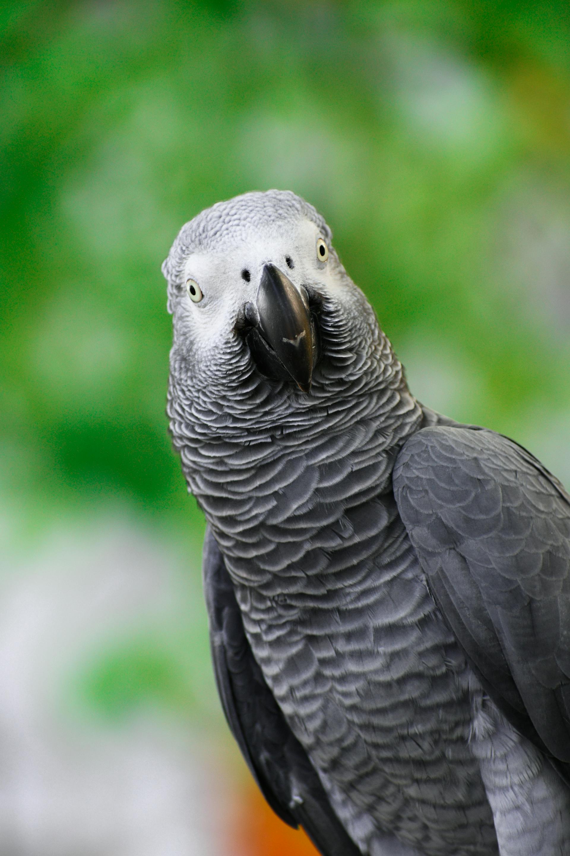 Close Up Photography of Gray Bird during Daytime · Free Stock Photo