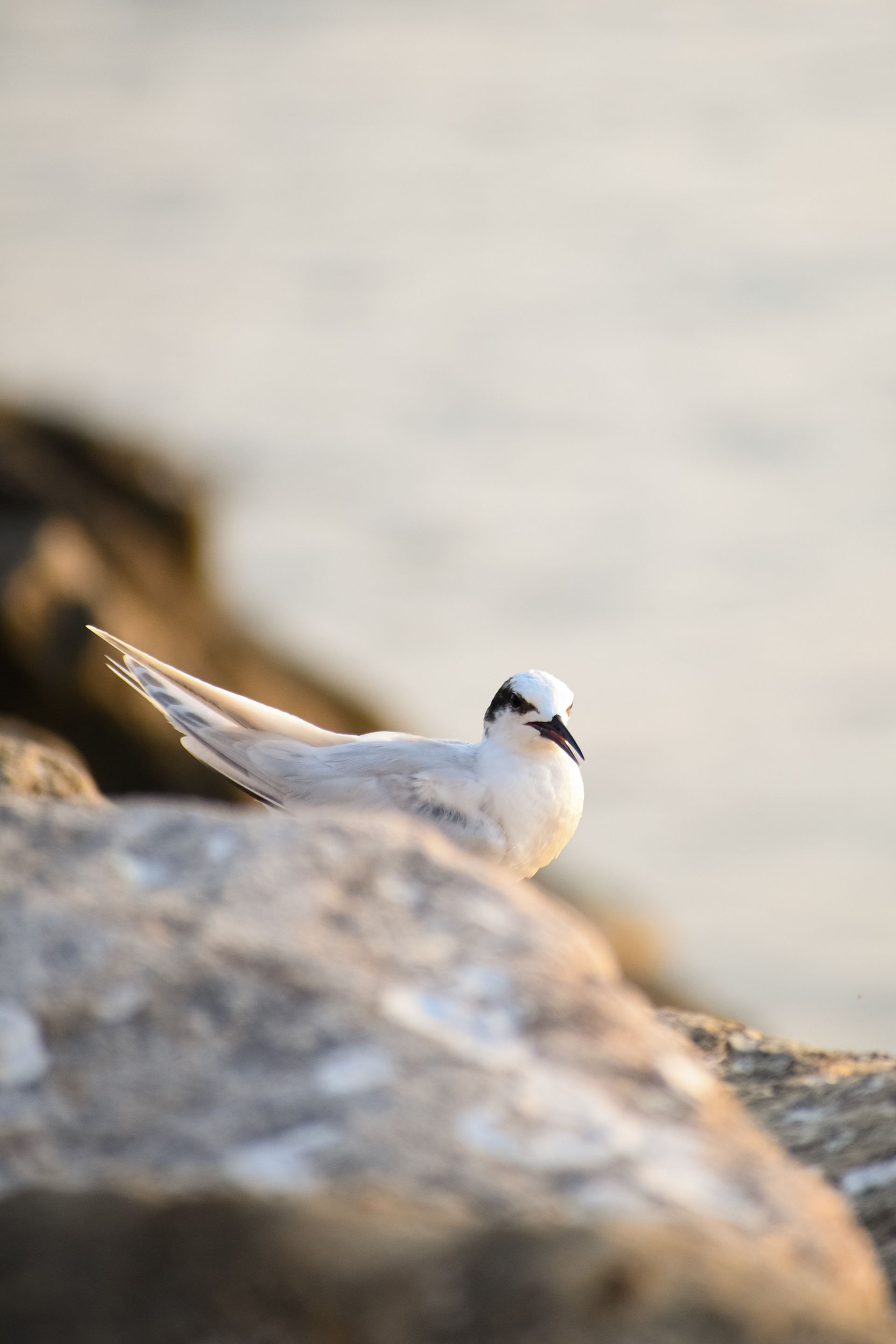 Huntingbird Photos, Download The BEST Free Huntingbird Stock Photos ...