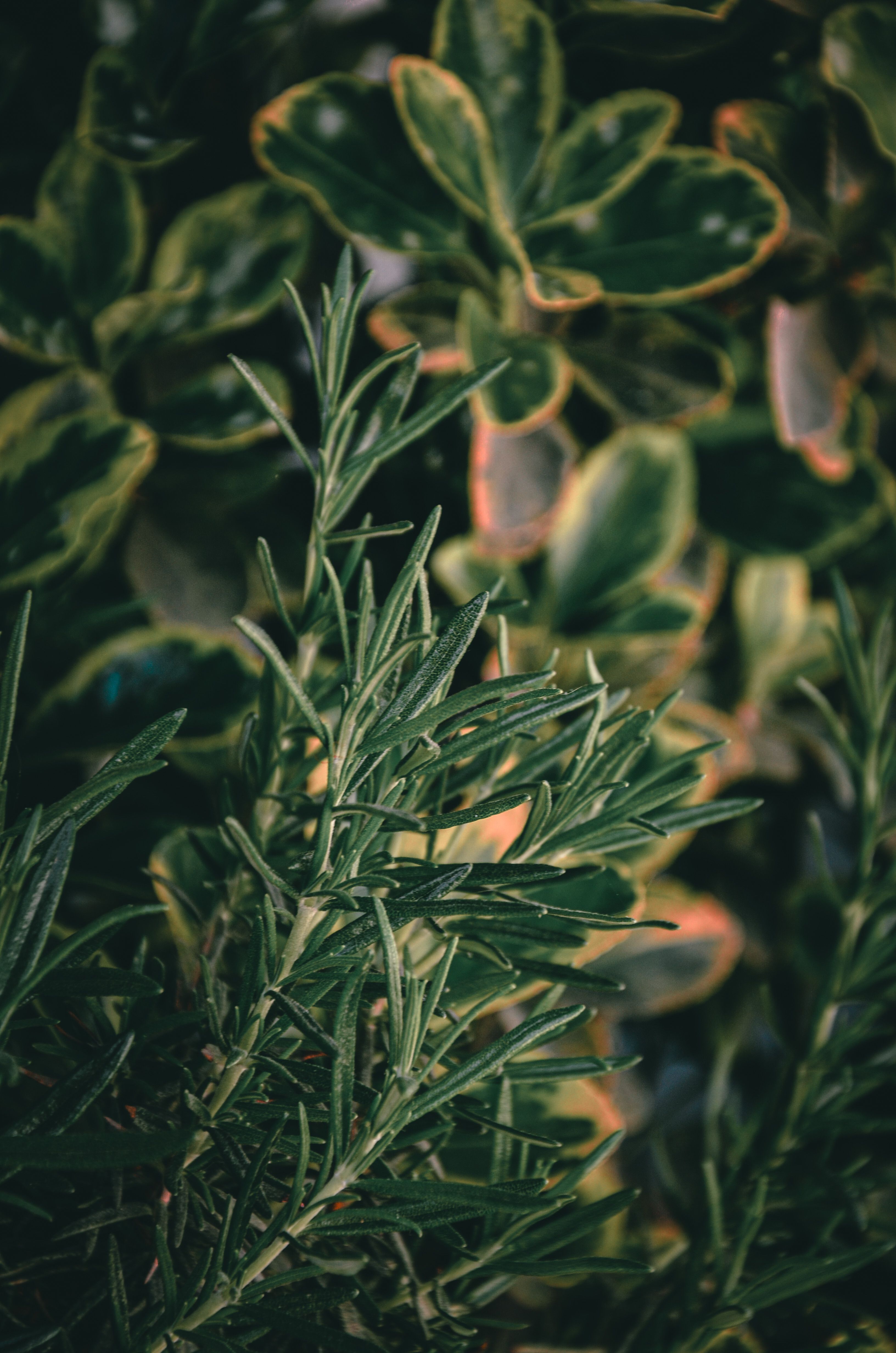 Close-up of Rosemary Shrub · Free Stock Photo