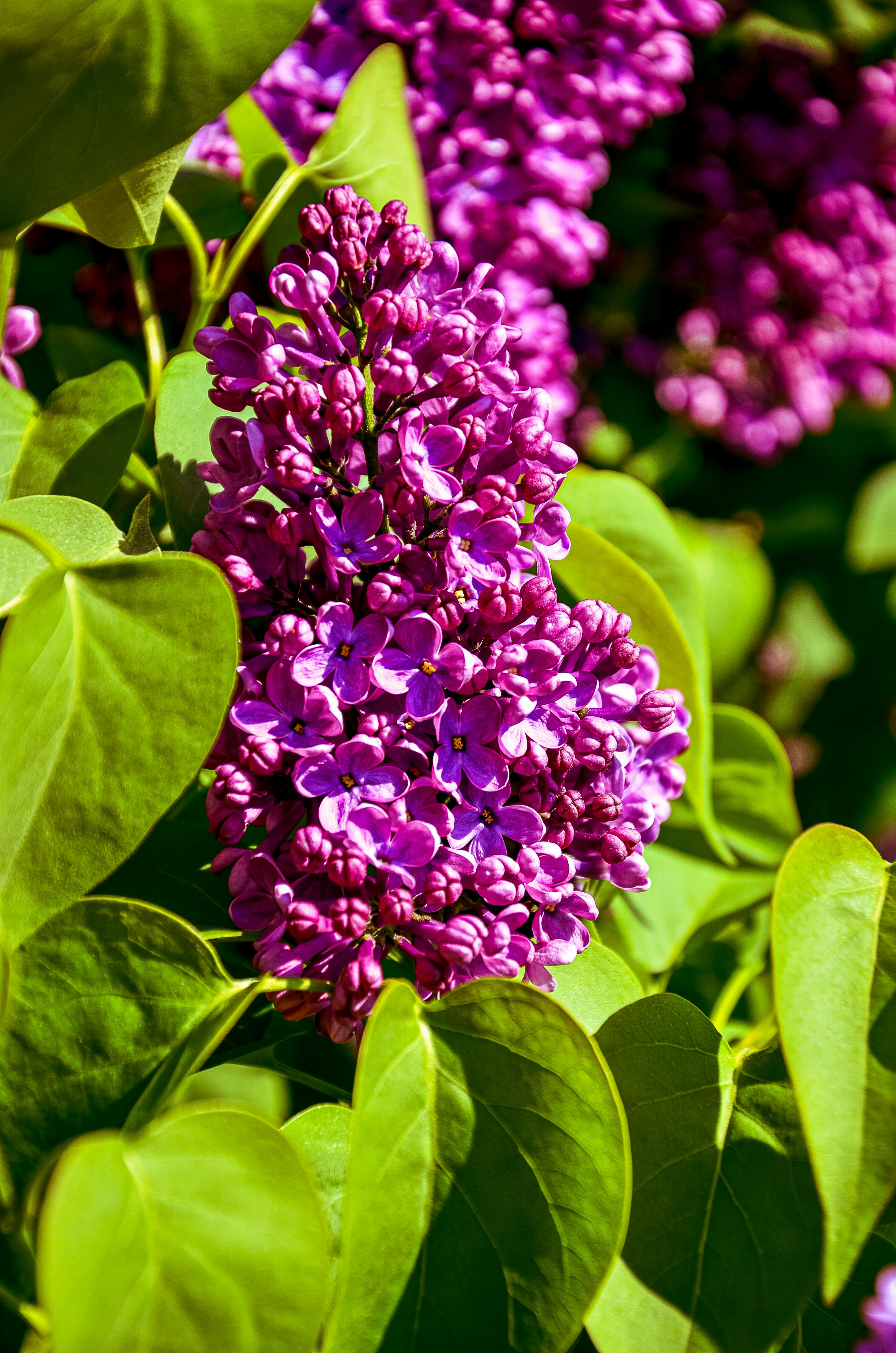 Foto de stock gratuita sobre botánica, de cerca, flor, flora ...