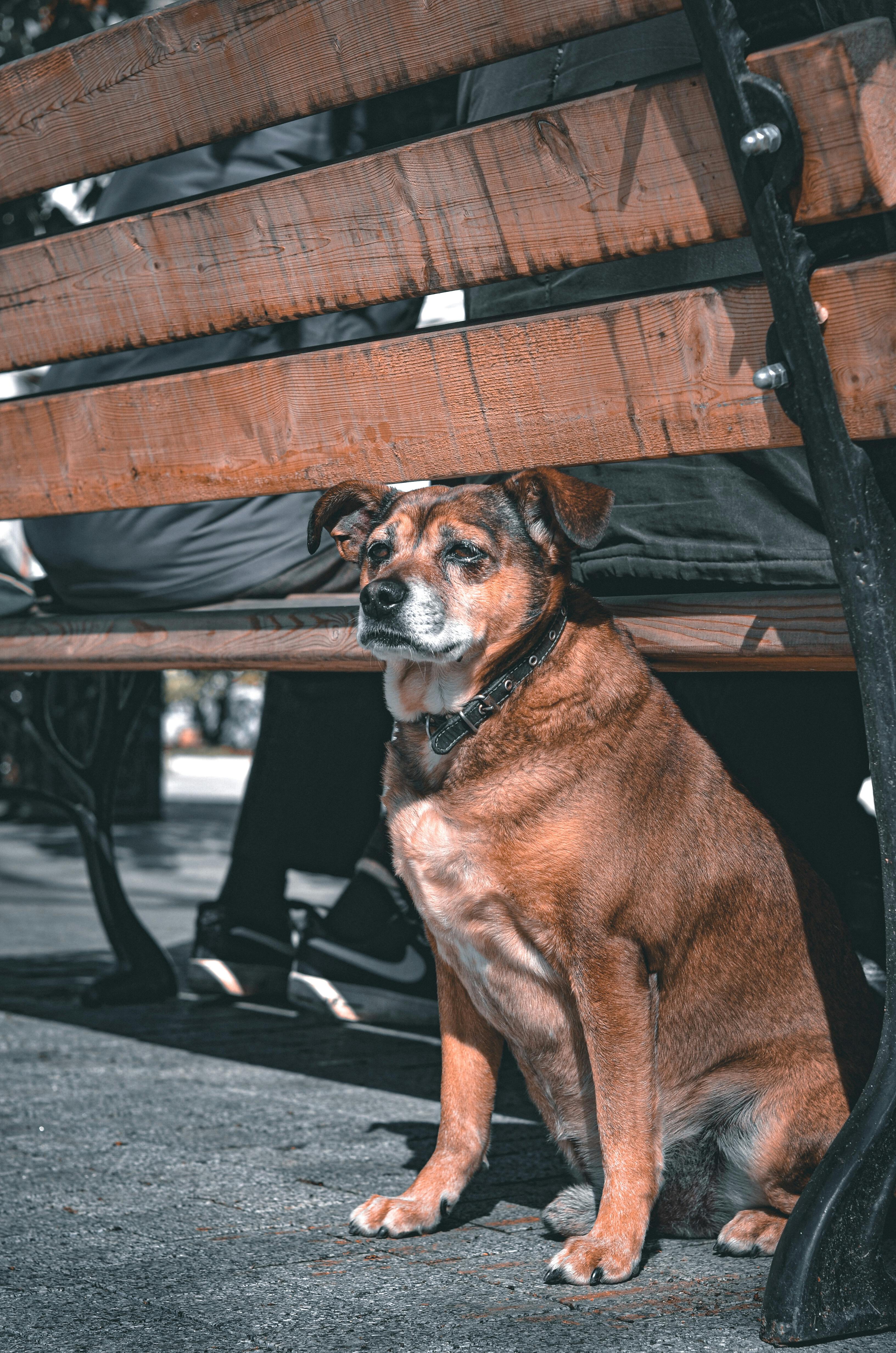 Dog Sitting Behind a Wooden Bench · Free Stock Photo