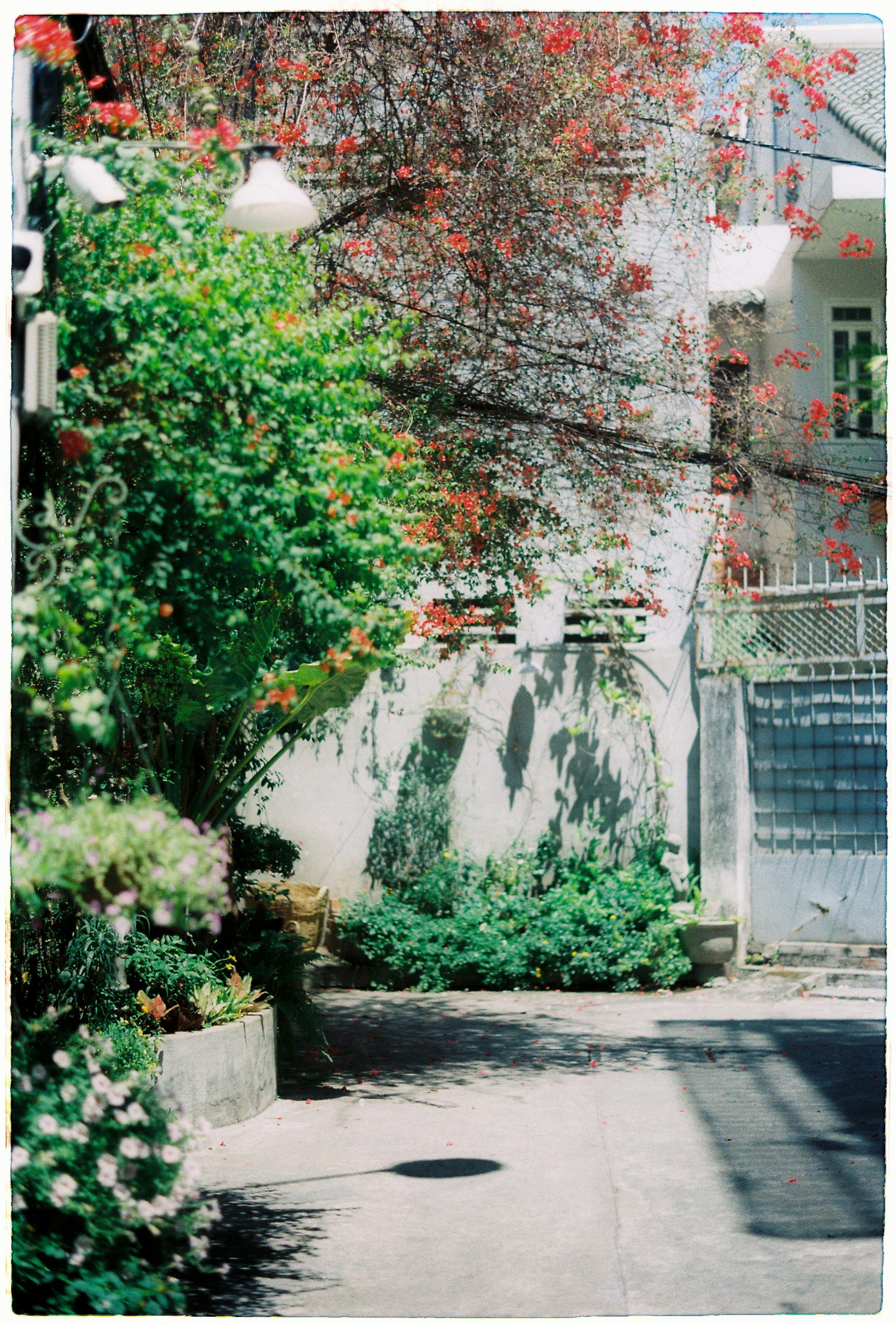 Trees near Building · Free Stock Photo