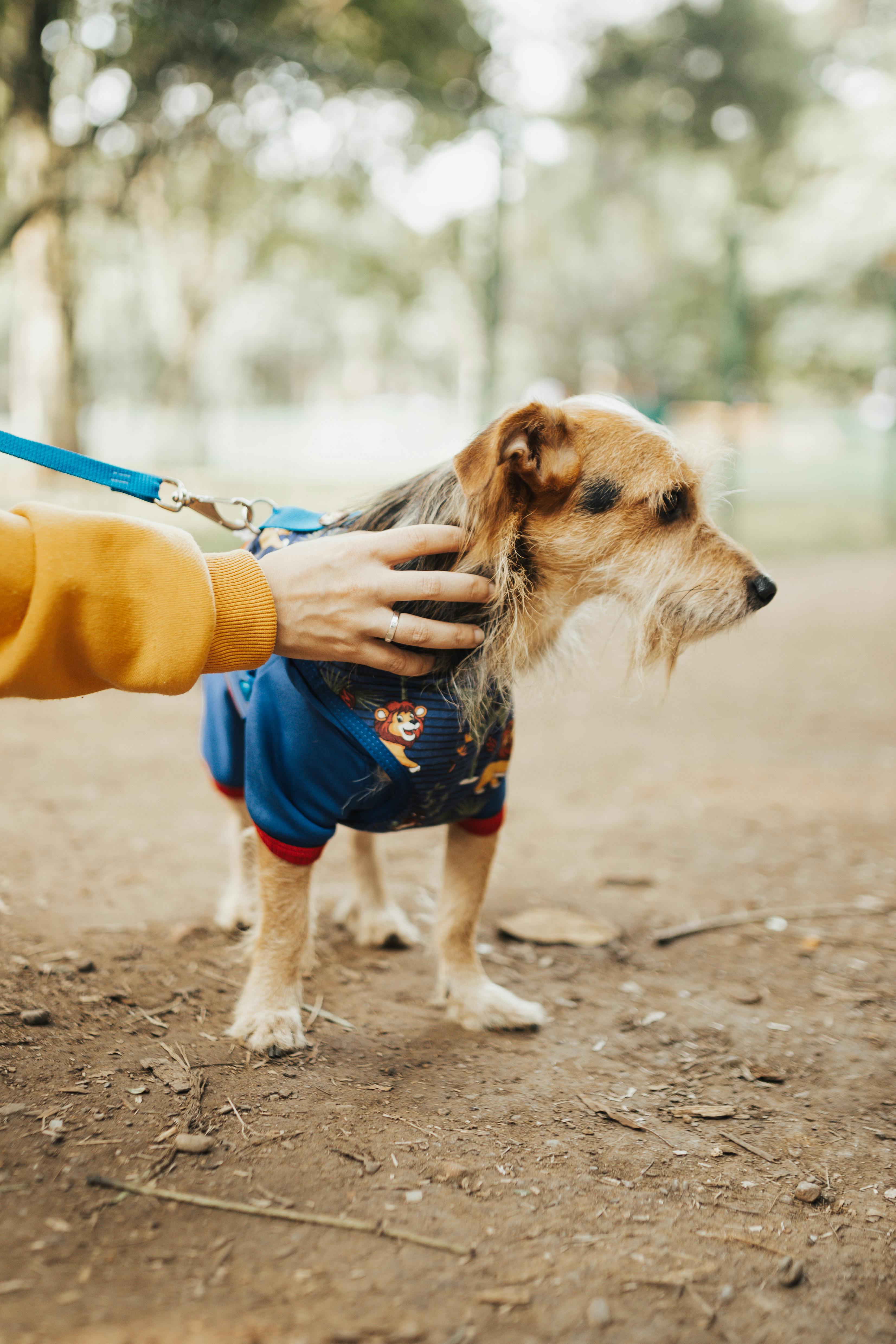 Dog Adoption Photos, Download The BEST Free Dog Adoption Stock Photos ...