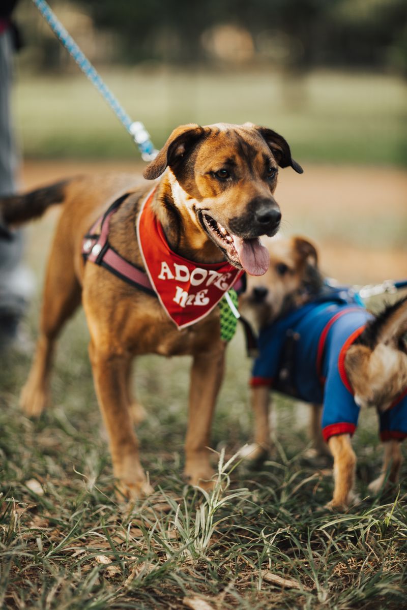 Dogs For Adoption Photos, Download The BEST Free Dogs For Adoption ...