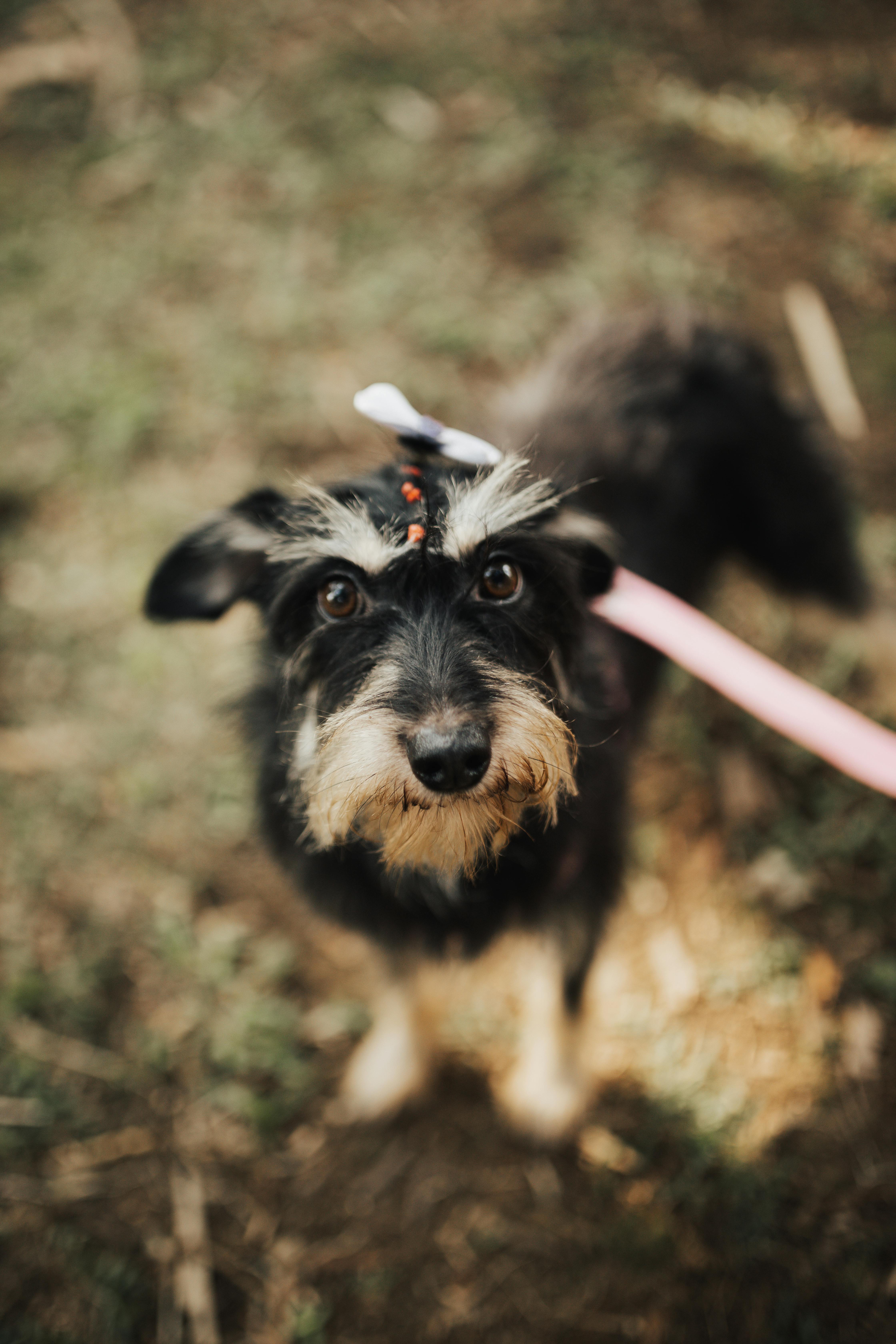 Portrait of a Schnauzer · Free Stock Photo