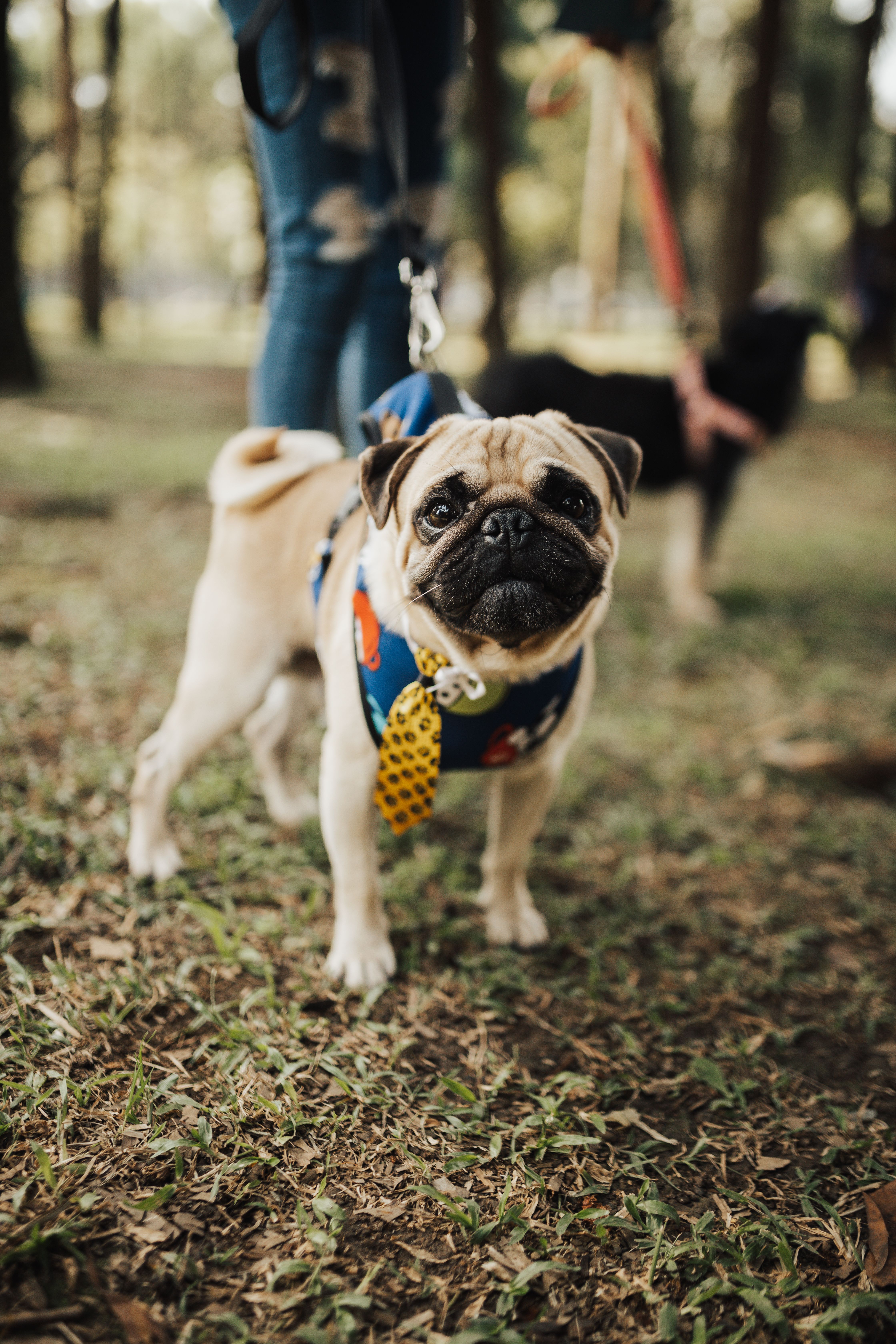 A Pug in Dogs Clothing in a Park · Free Stock Photo