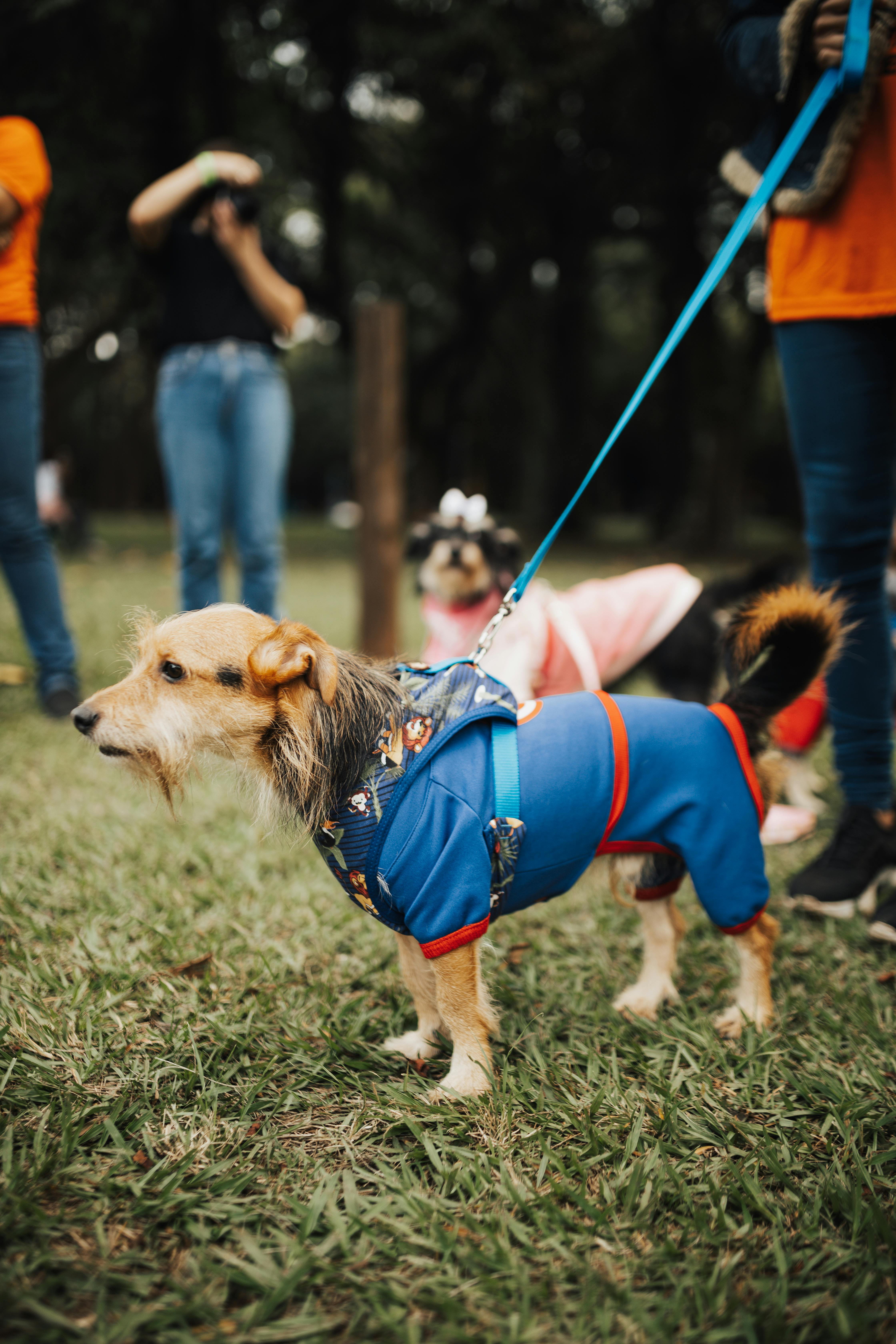 People with Little Dogs in Dogs Clothes Standing in a Park · Free Stock ...