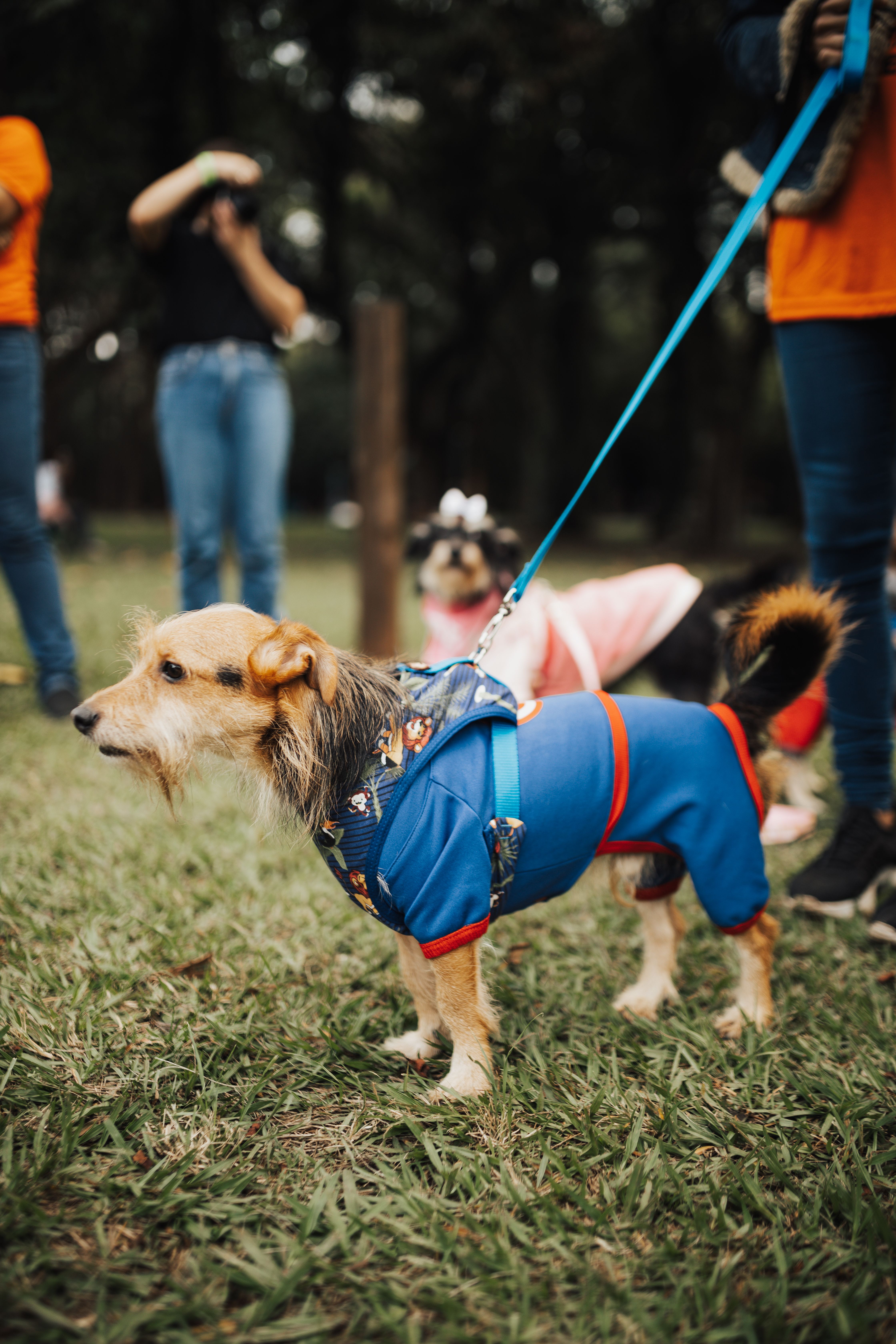 People with Little Dogs in Dogs Clothes Standing in a Park · Free Stock ...