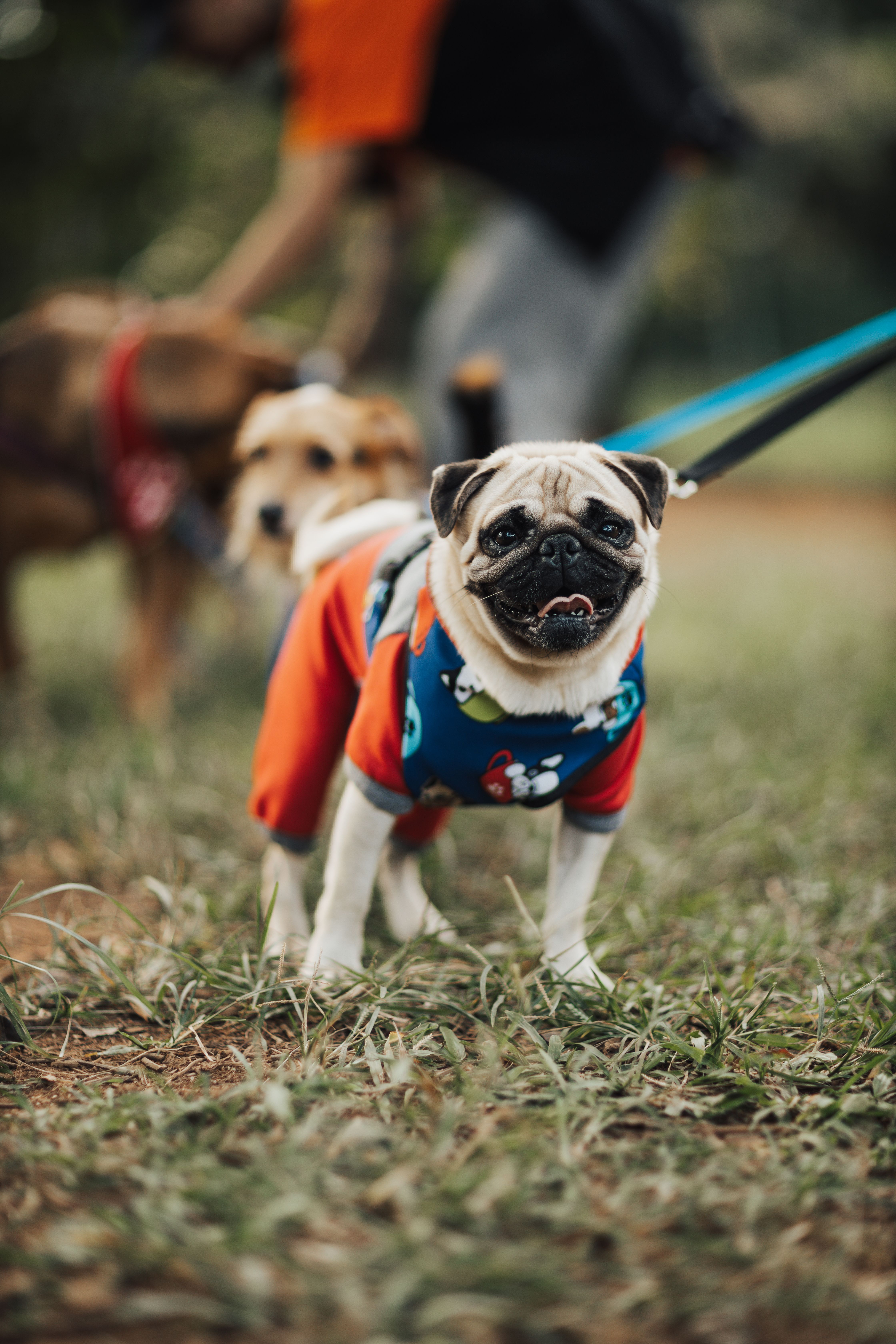 Doraemon Pug Photos, Download The BEST Free Doraemon Pug Stock Photos ...