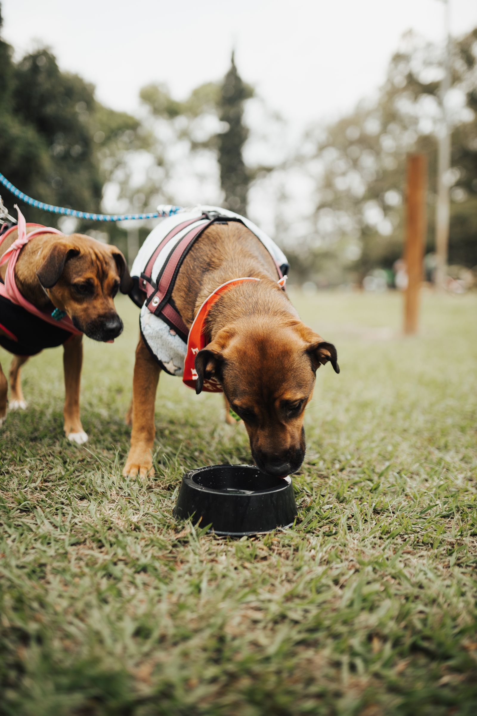 Water Dogs Photos, Download The BEST Free Water Dogs Stock Photos & HD ...