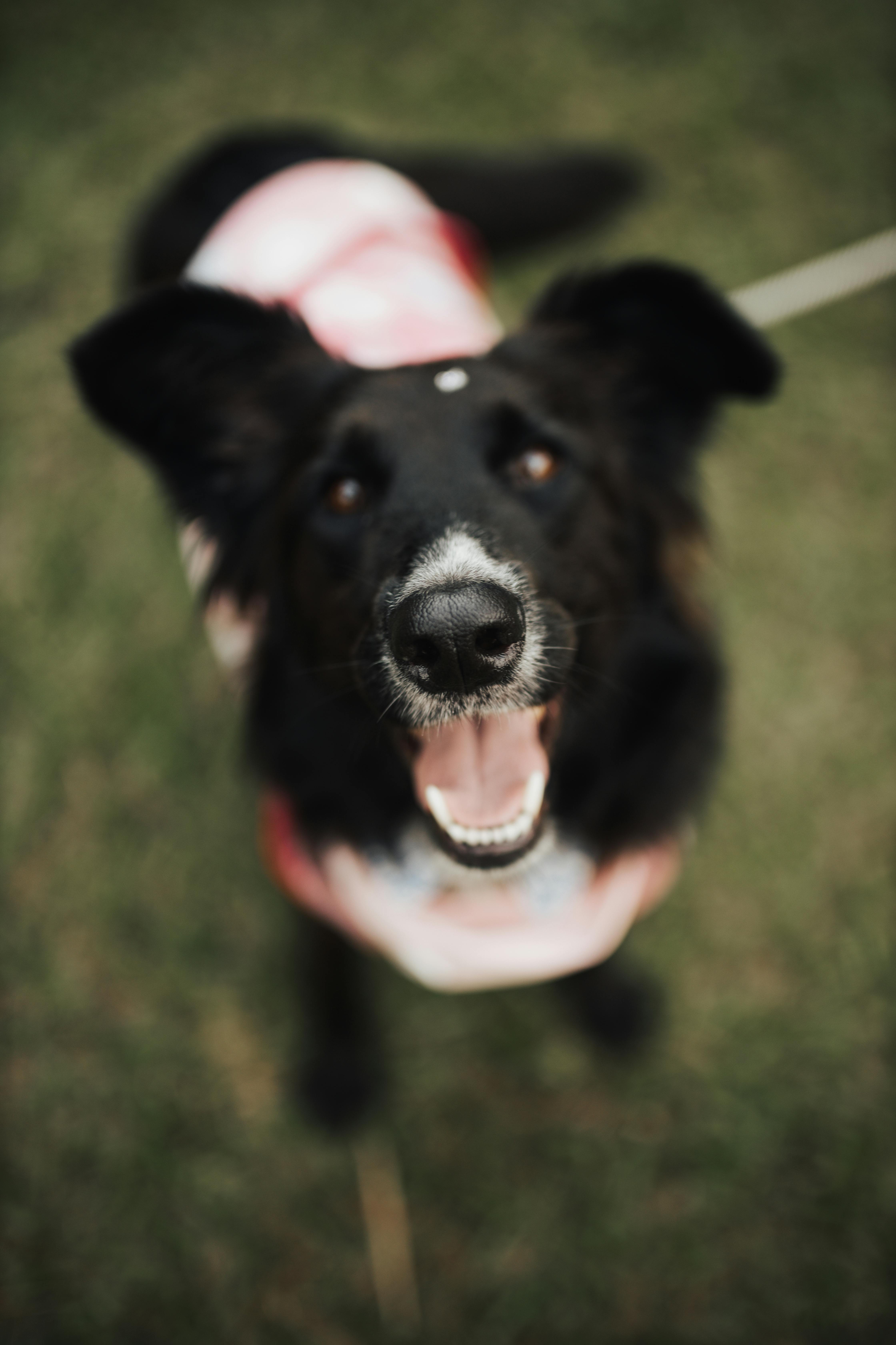 Happy Dog in a Park · Free Stock Photo