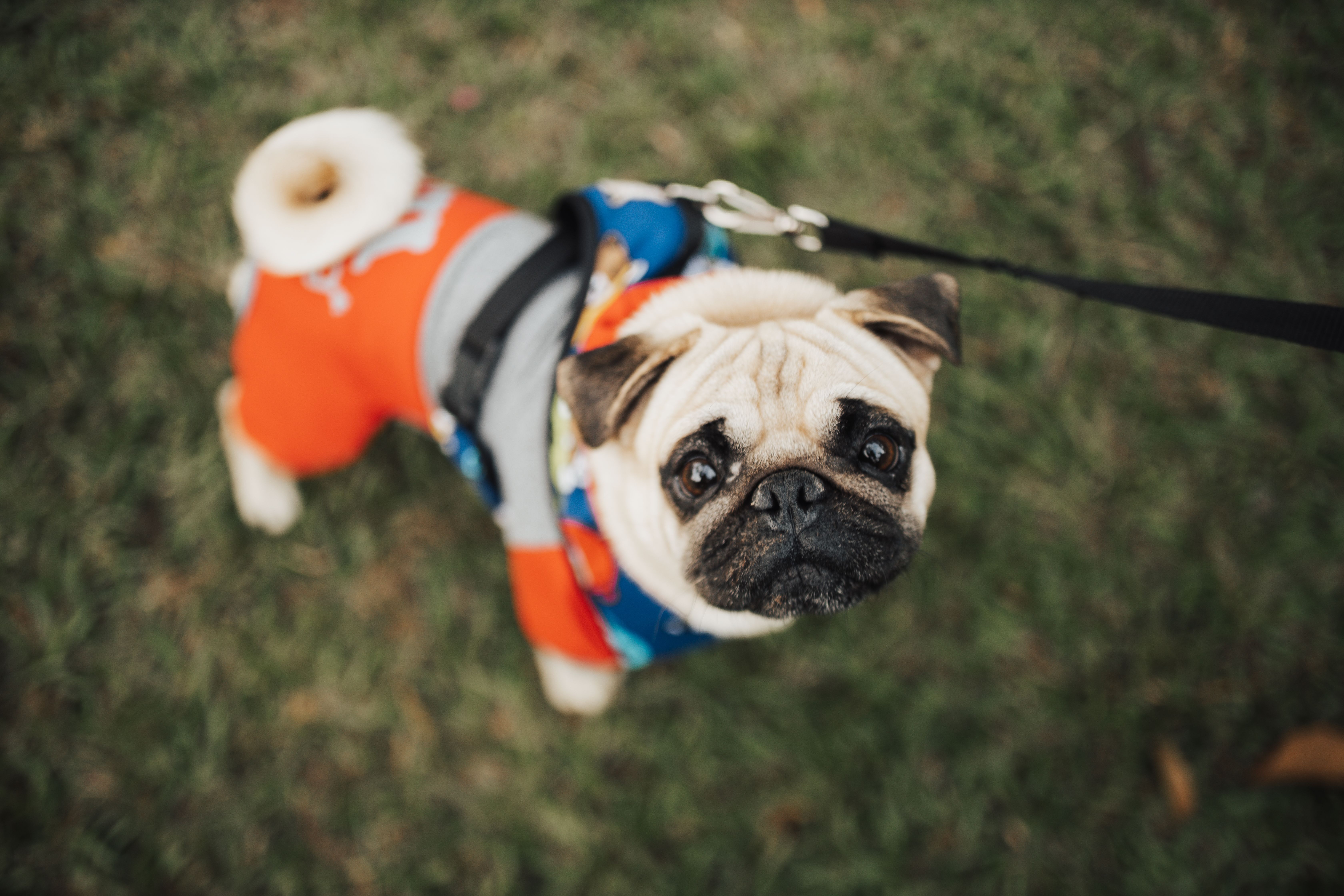 Foto de stock gratuita sobre adorable, al aire libre, amable, amante de ...