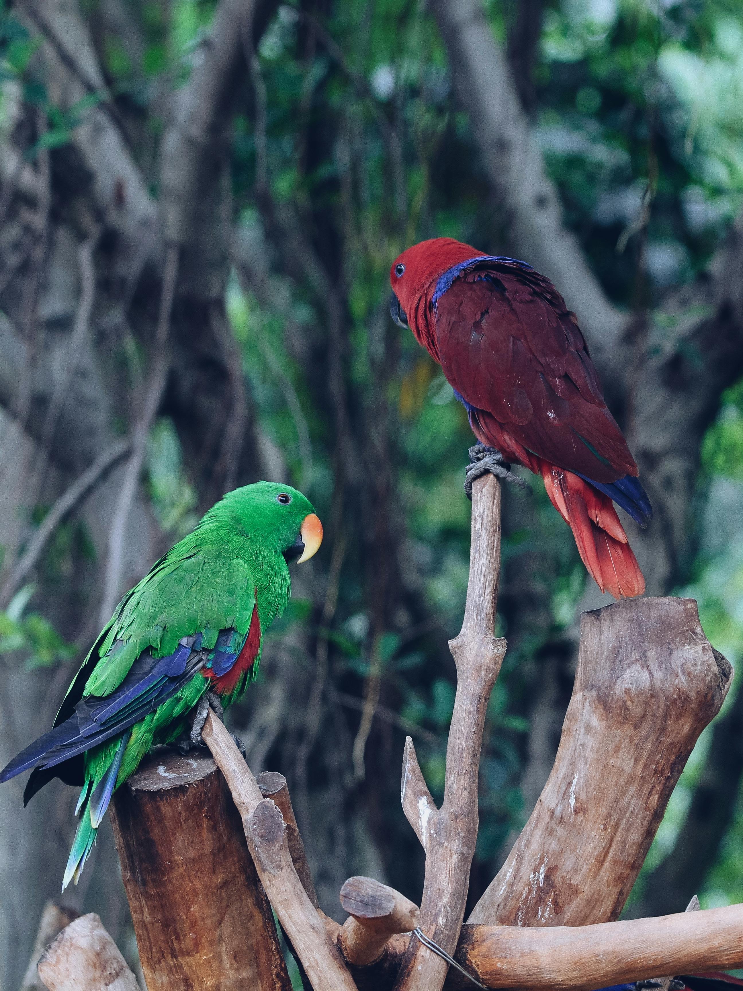 Multi Colored Parrots Sitting on Branch · Free Stock Photo