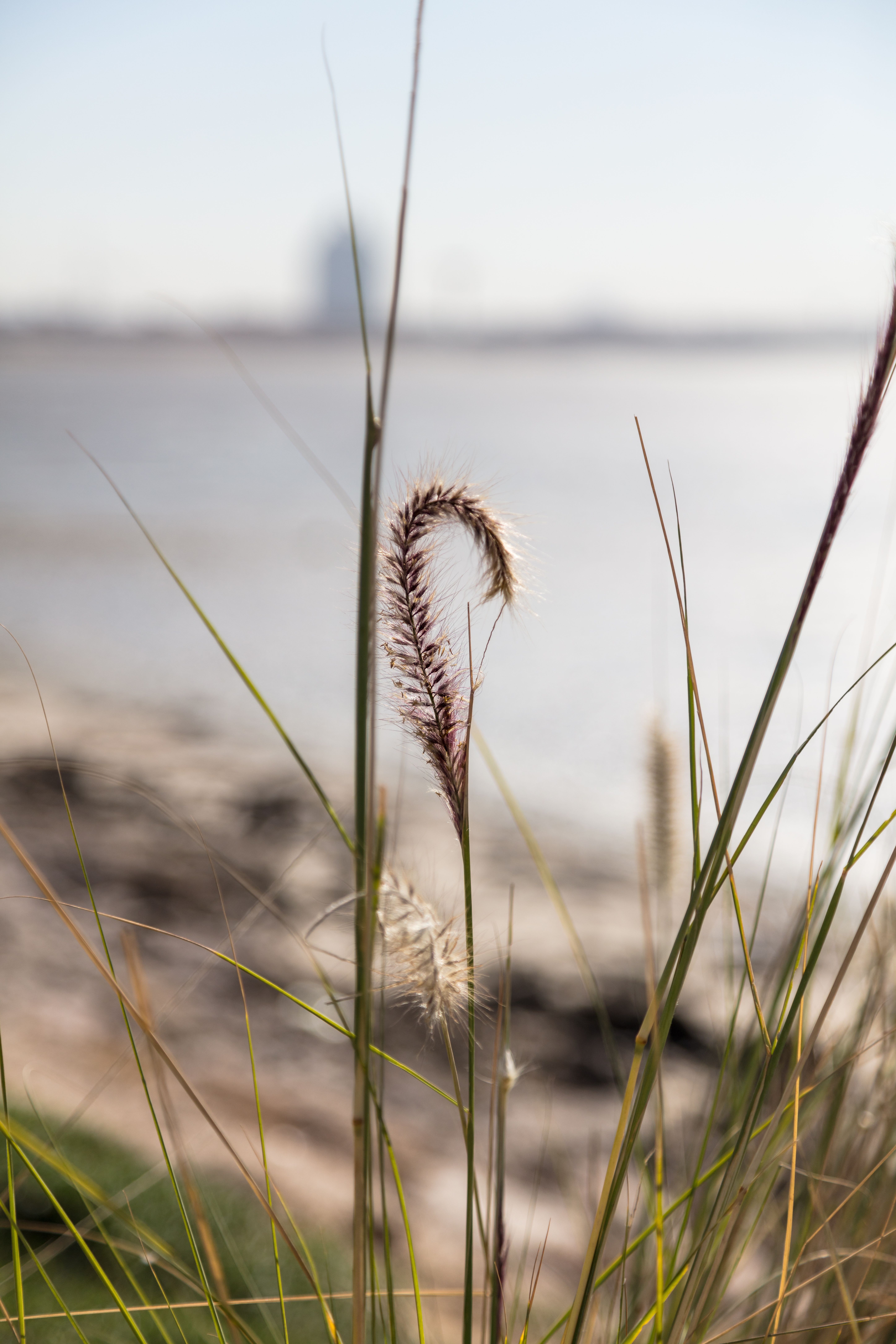 Close up of Rushes on Shore · Free Stock Photo