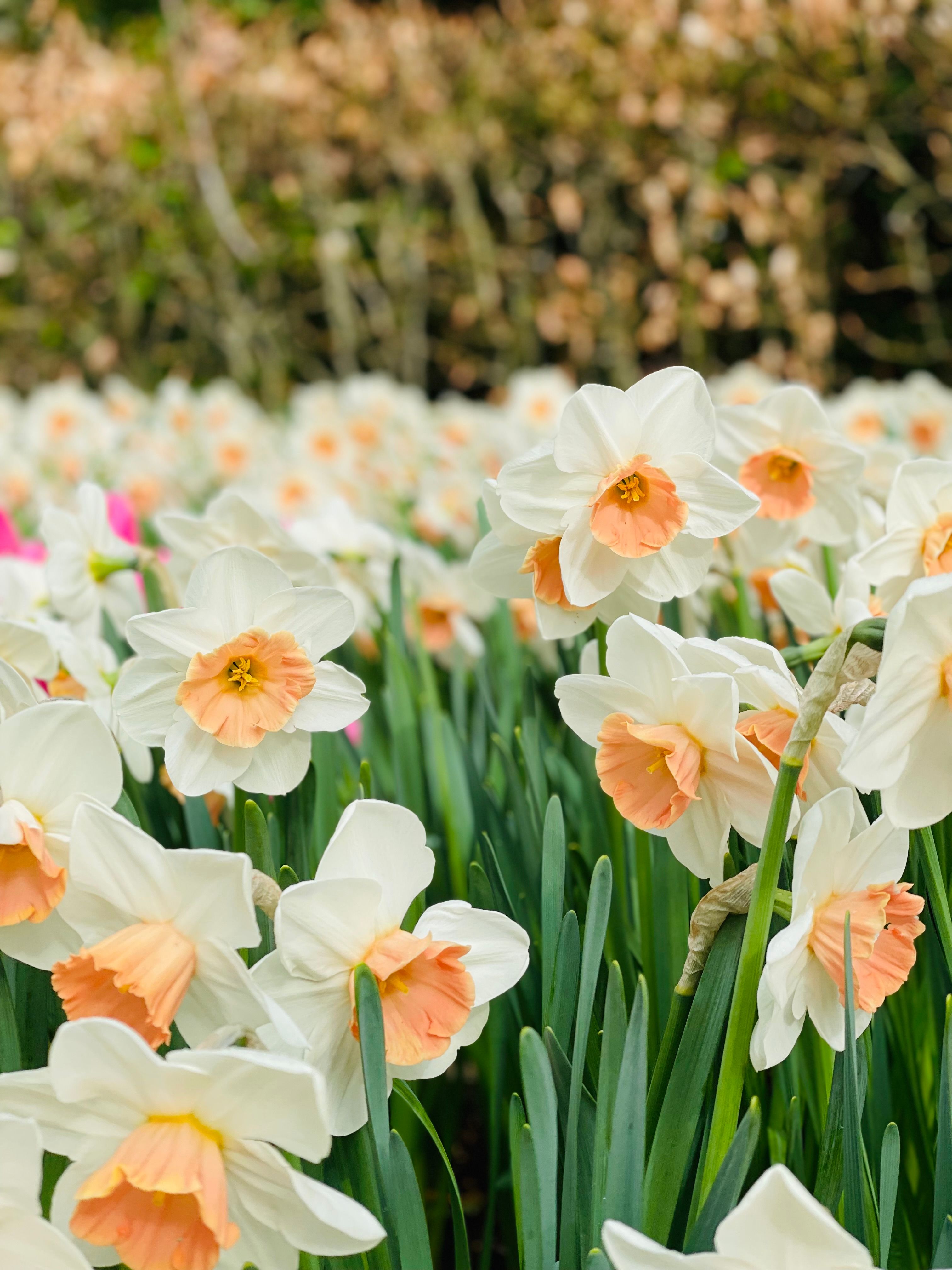 Field of Daffodils · Free Stock Photo