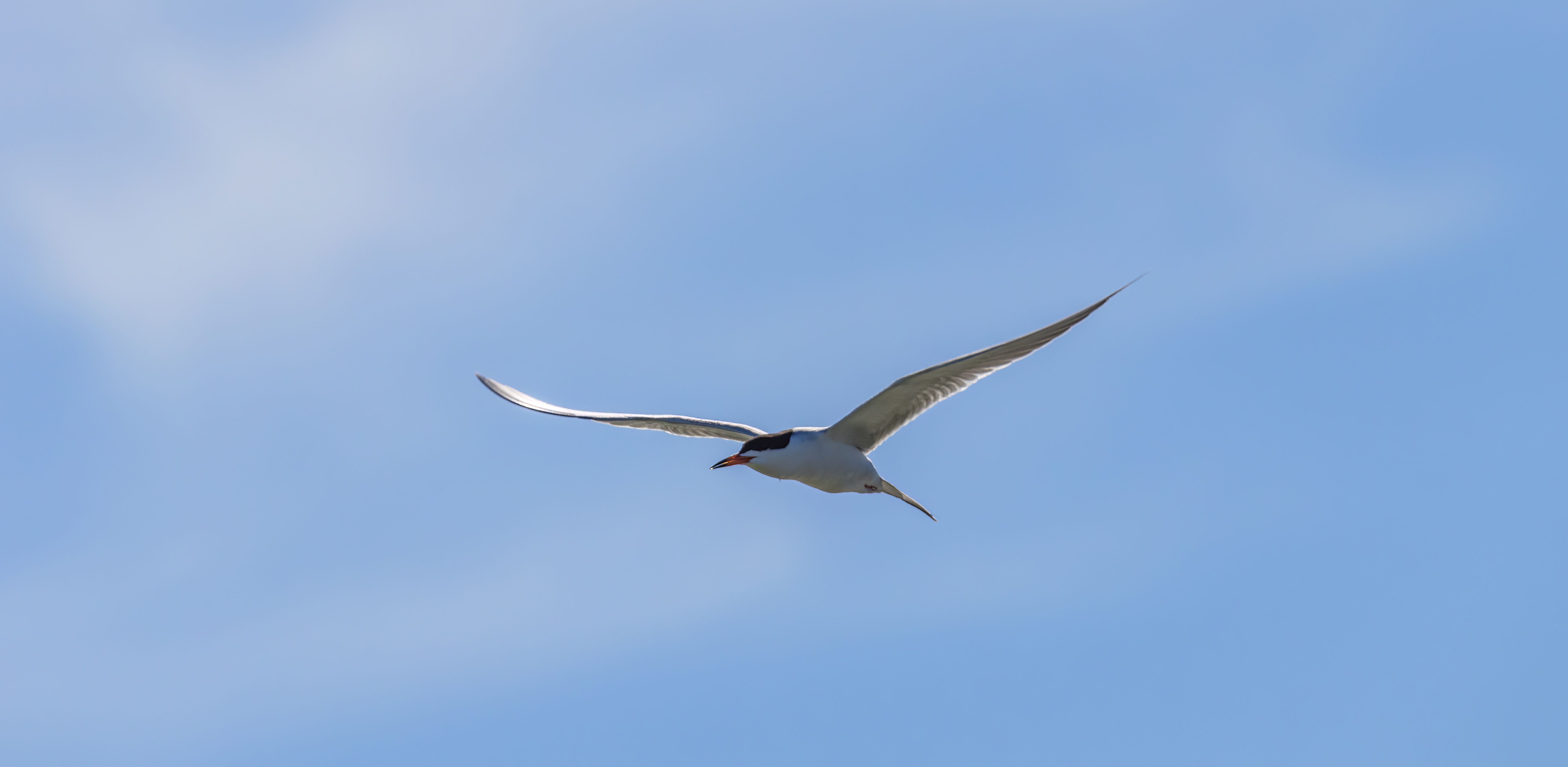 White Bird Flying Under Blue Sky · Free Stock Photo