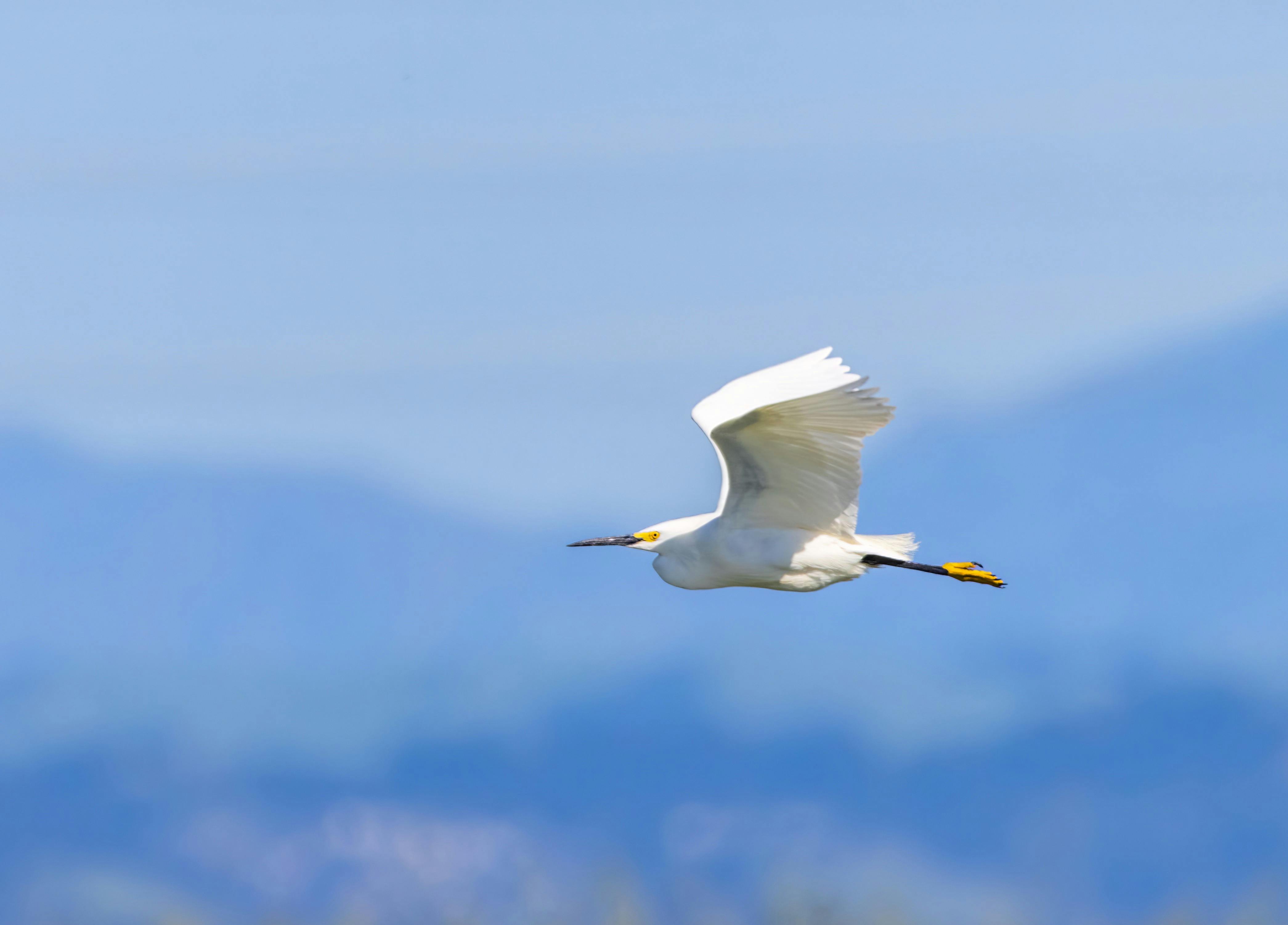 Birds Flying on the Sky · Free Stock Photo