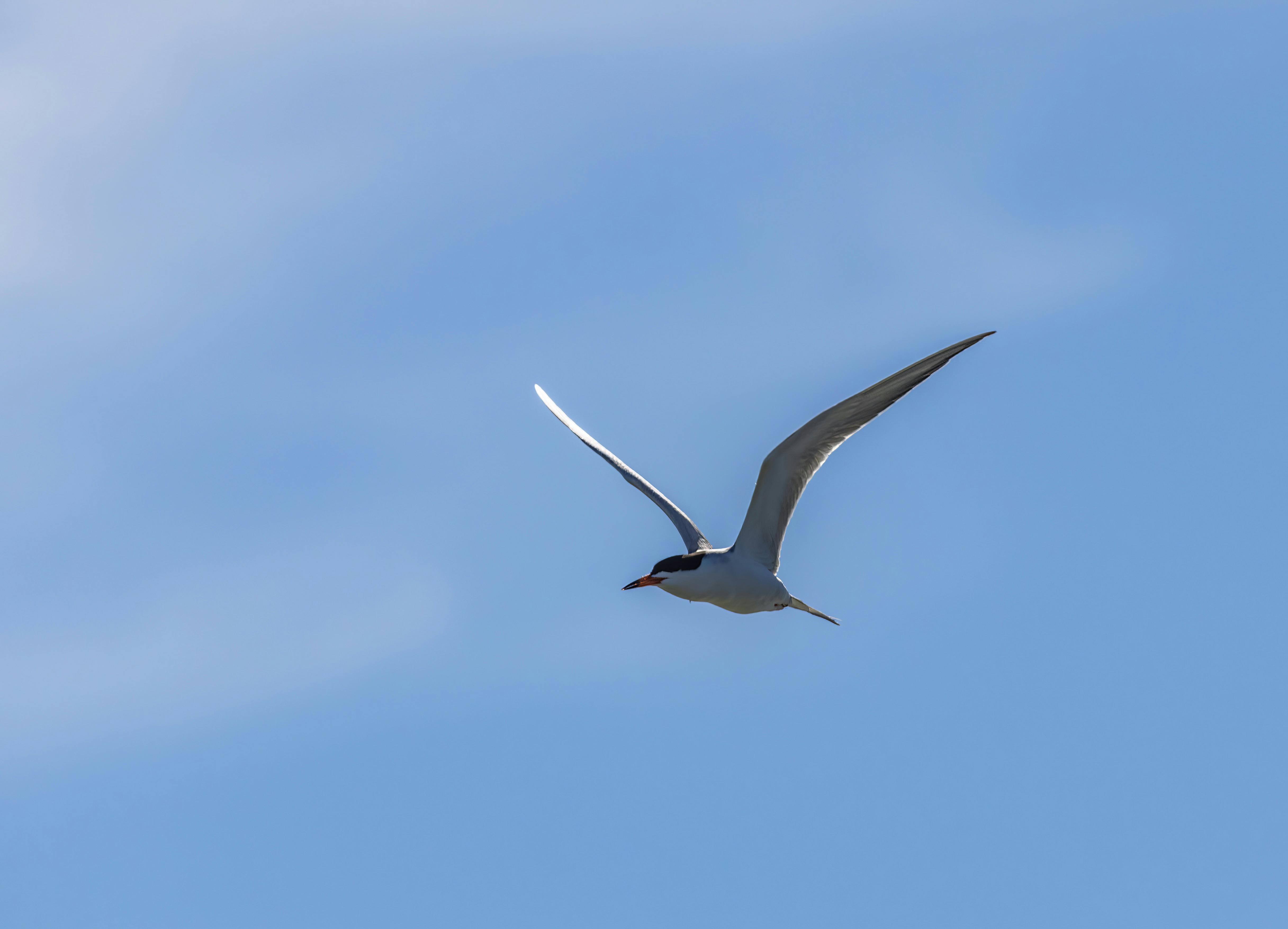 White Bird Flying Under Blue Sky · Free Stock Photo