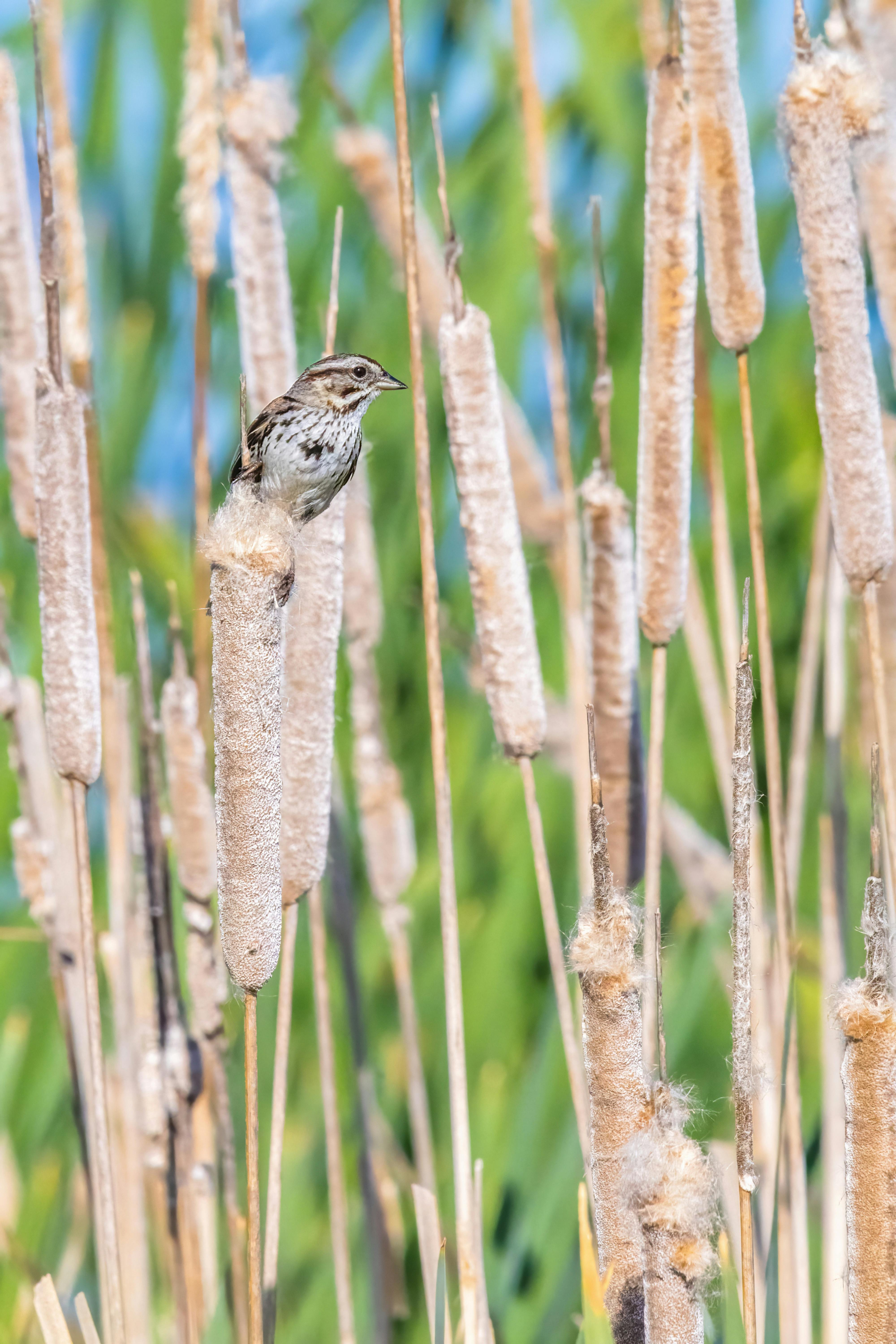 Typhaceae Photos, Download The BEST Free Typhaceae Stock Photos & HD Images