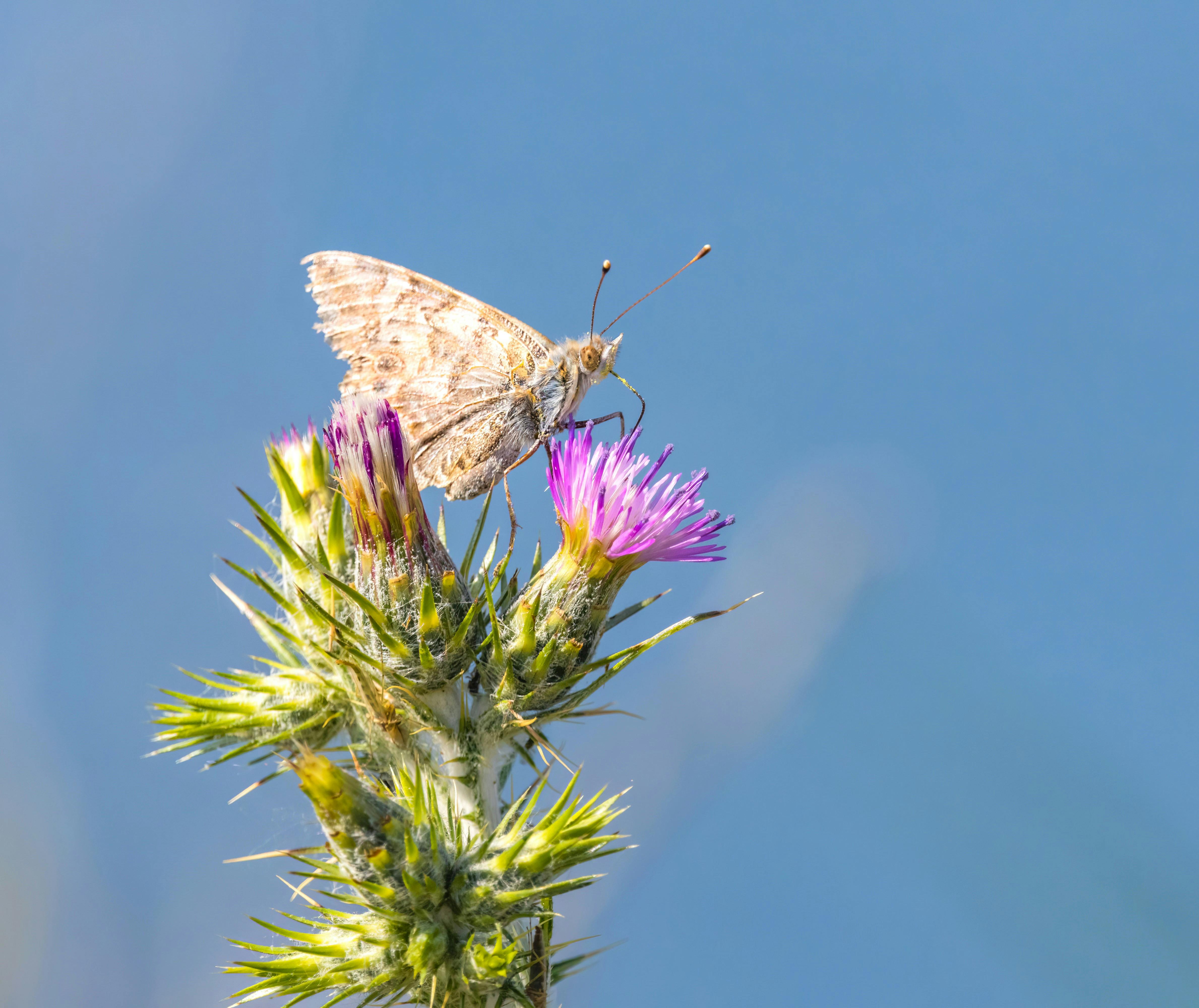 Mukautettu Mot Photos, Download The BEST Free Mukautettu Mot Stock ...